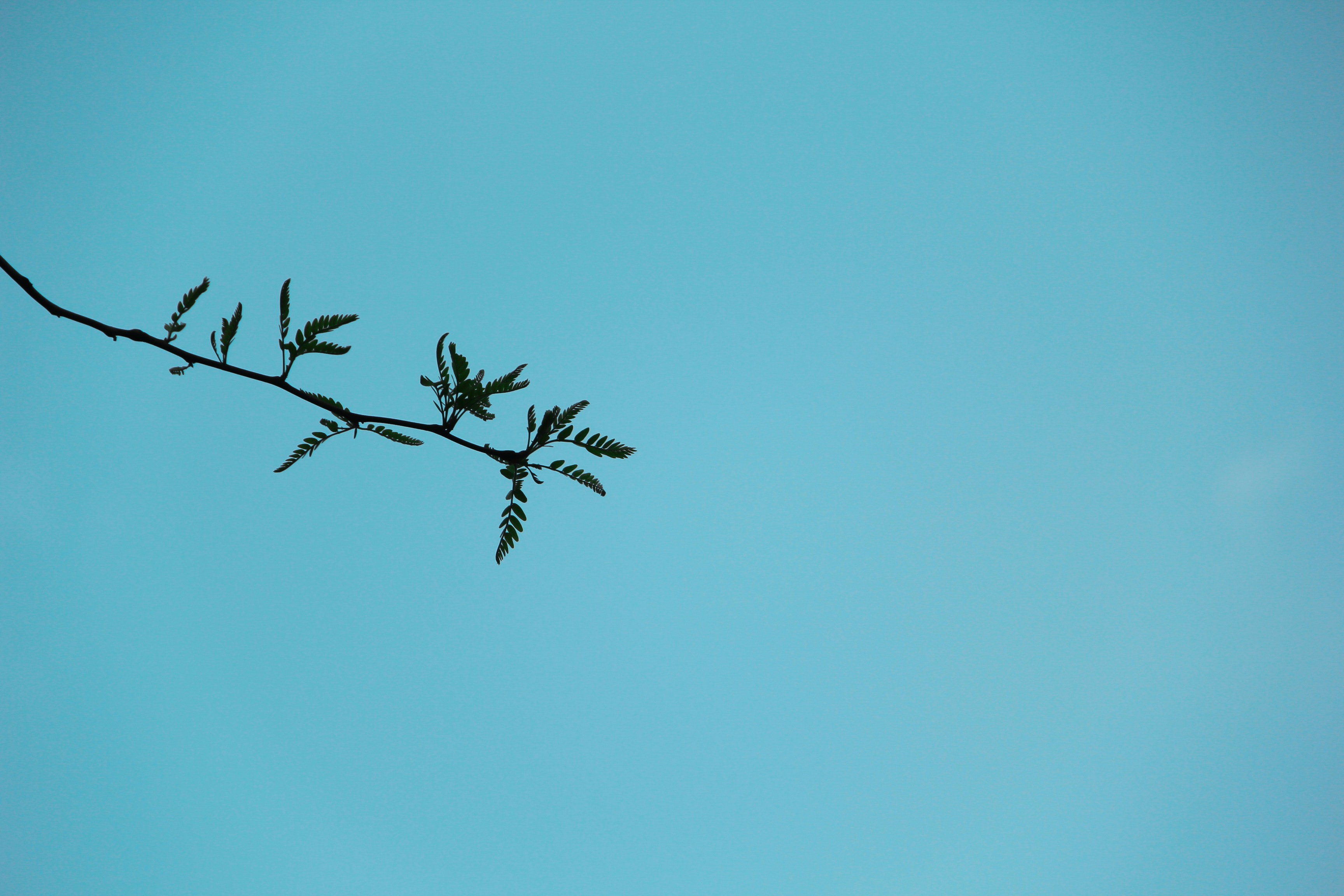 Black tree branch under blue sky during daytime photo – Free Simplistic ...