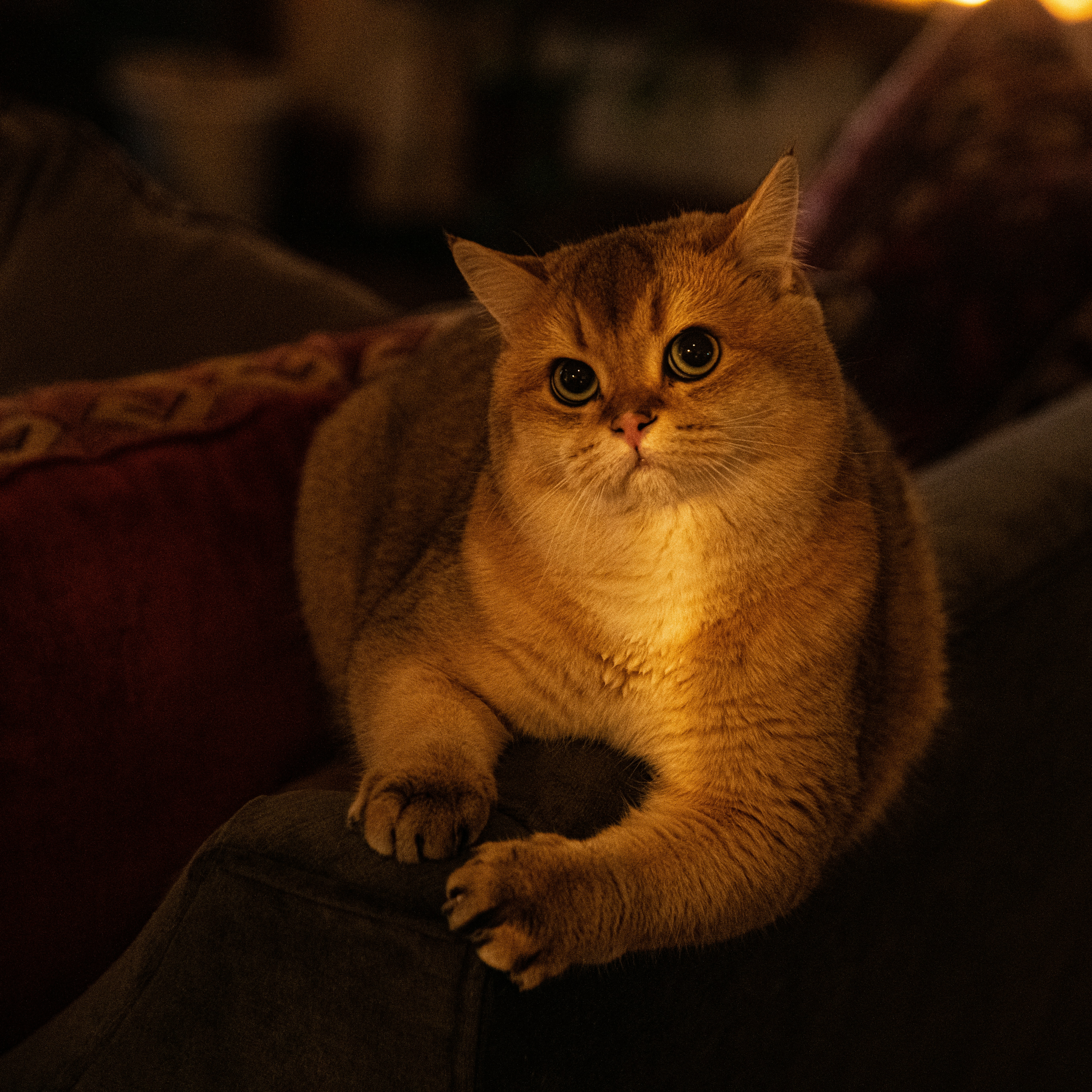 Gatto Marrone Gatto Havana Brown La Valle Di Ester