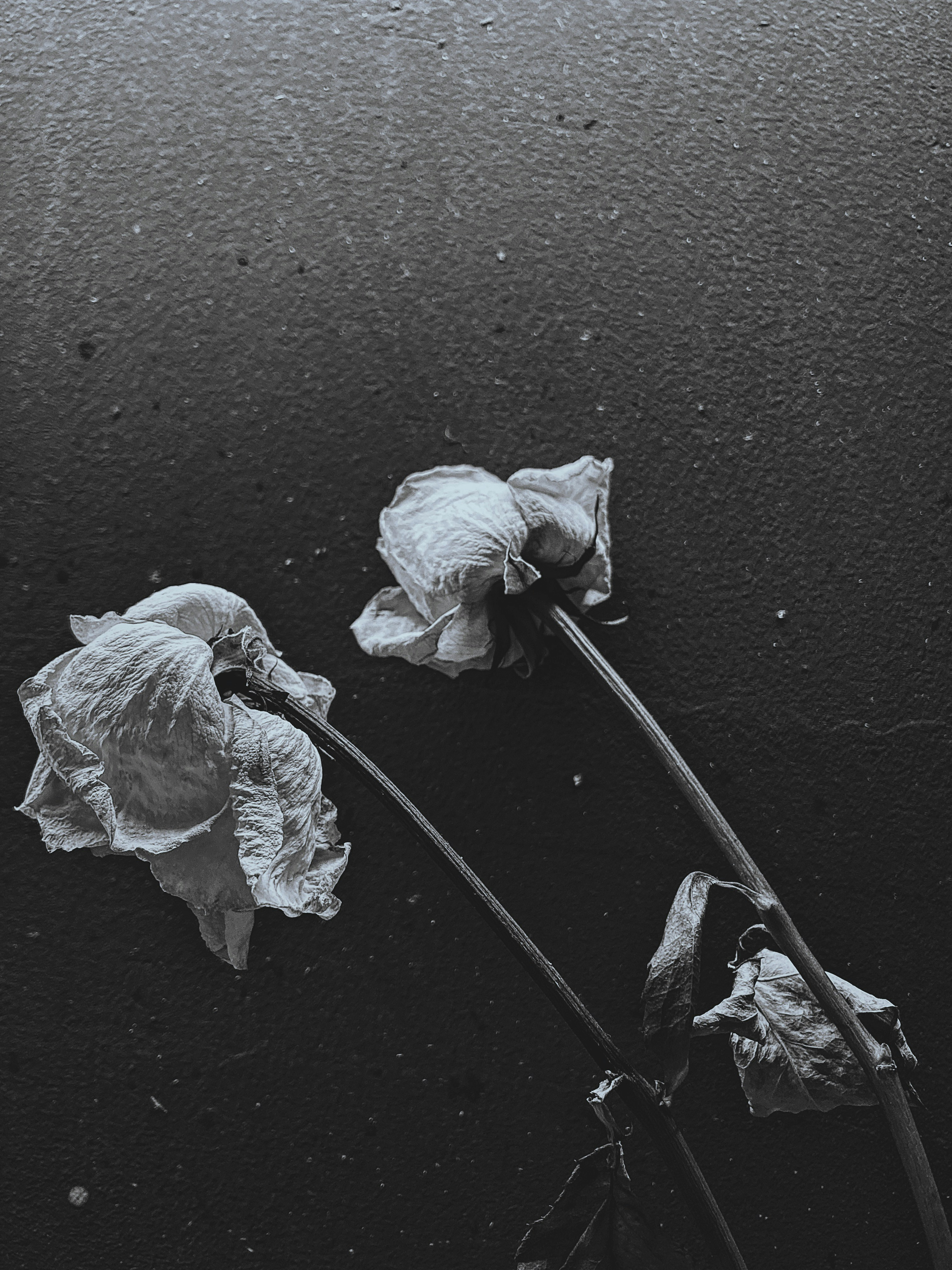 Withered Petals on a Dark Canvas