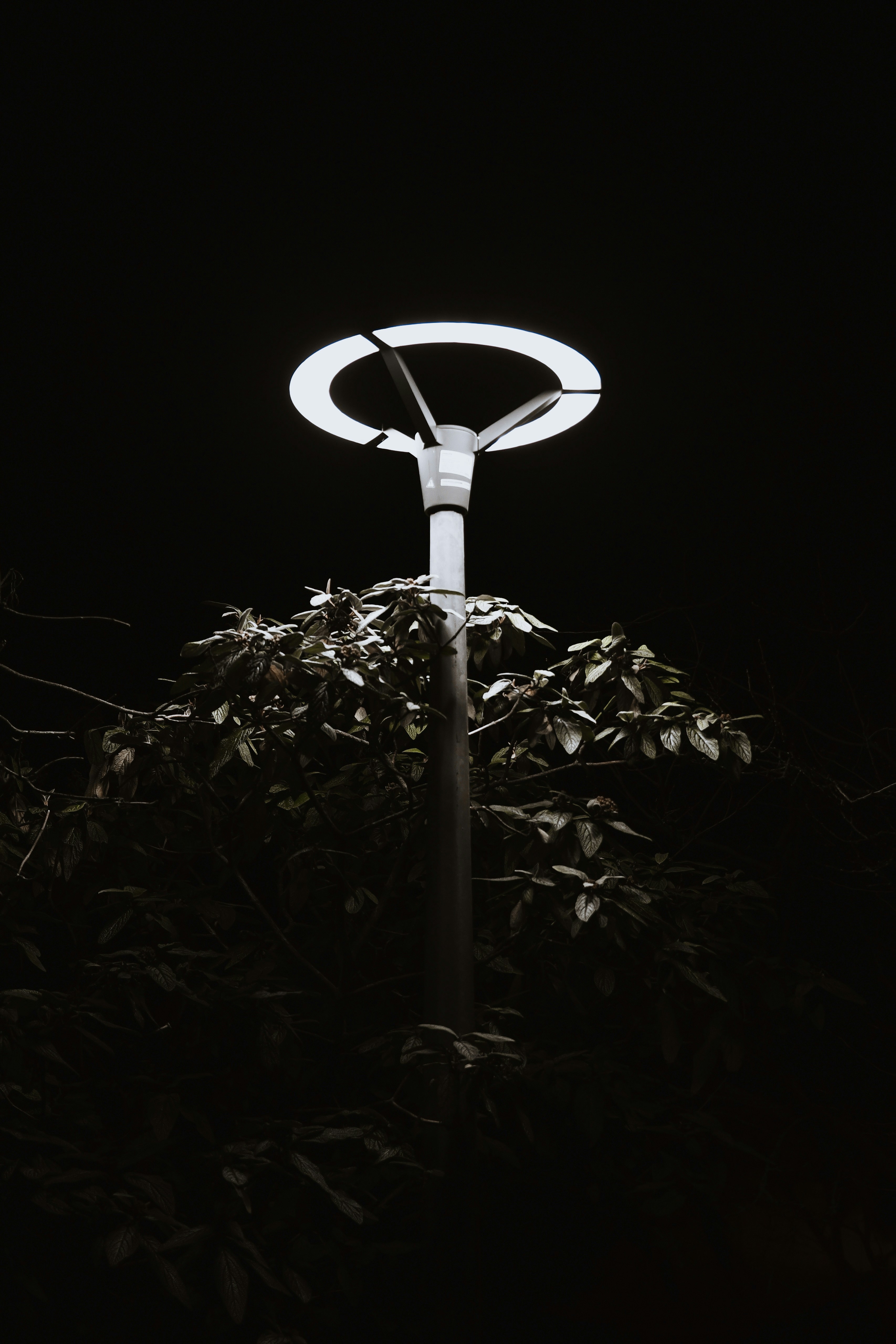 Circular Halo Streetlamp Pierces the Night Above Hidden Foliage