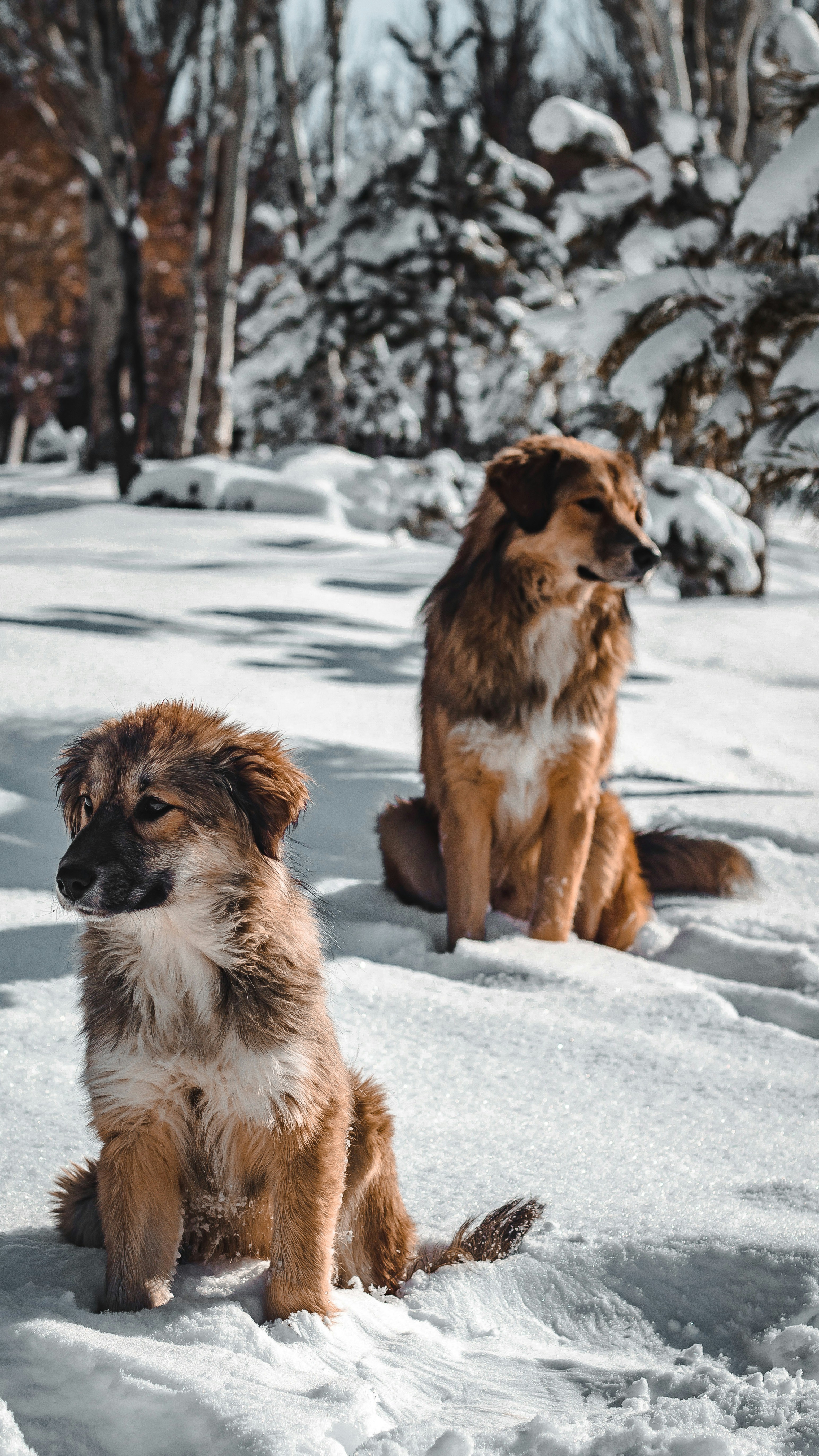 brown and white long coated dog on snow covered ground during daytime