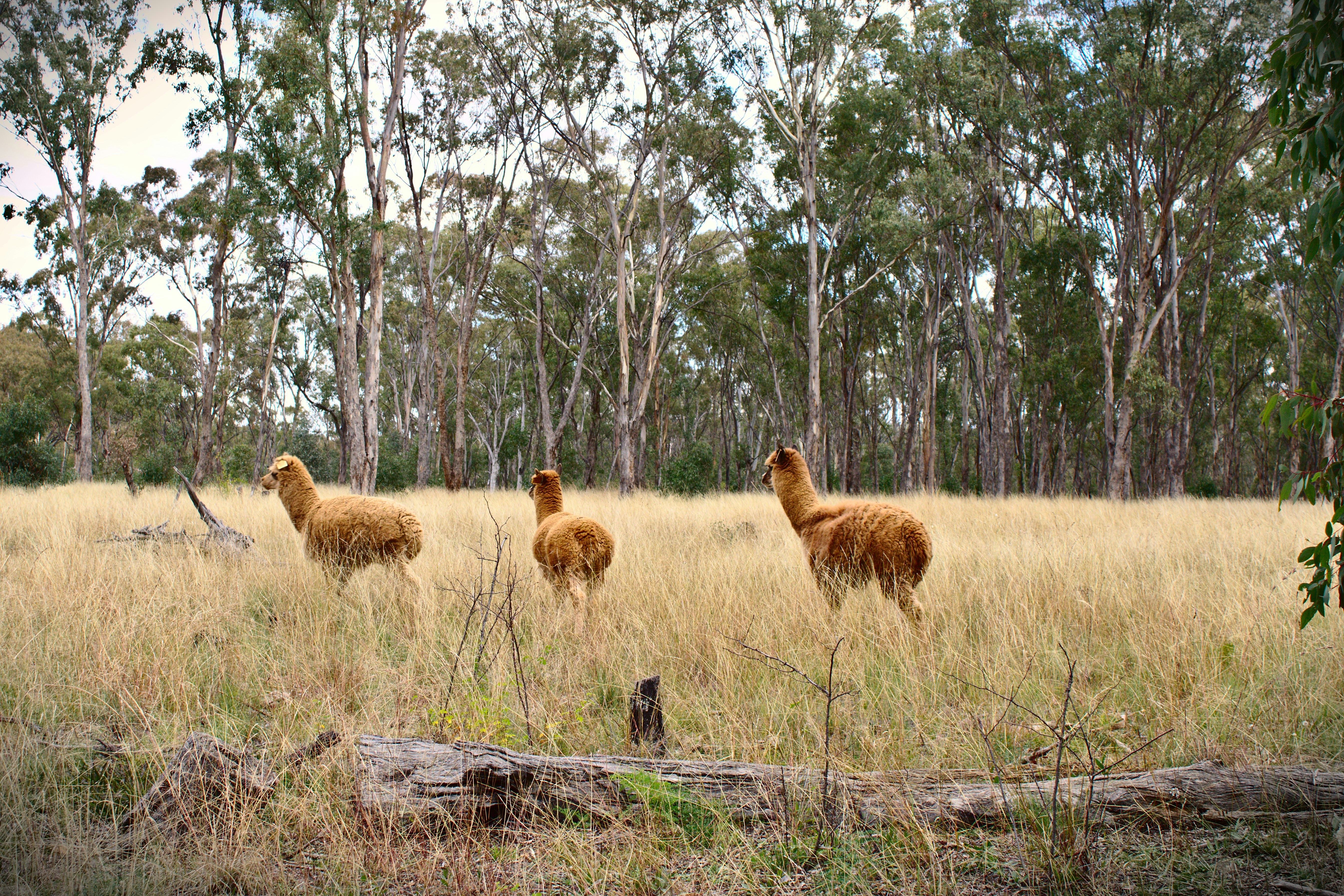 Brown sheep on brown grass field during daytime photo – Free Australia ...