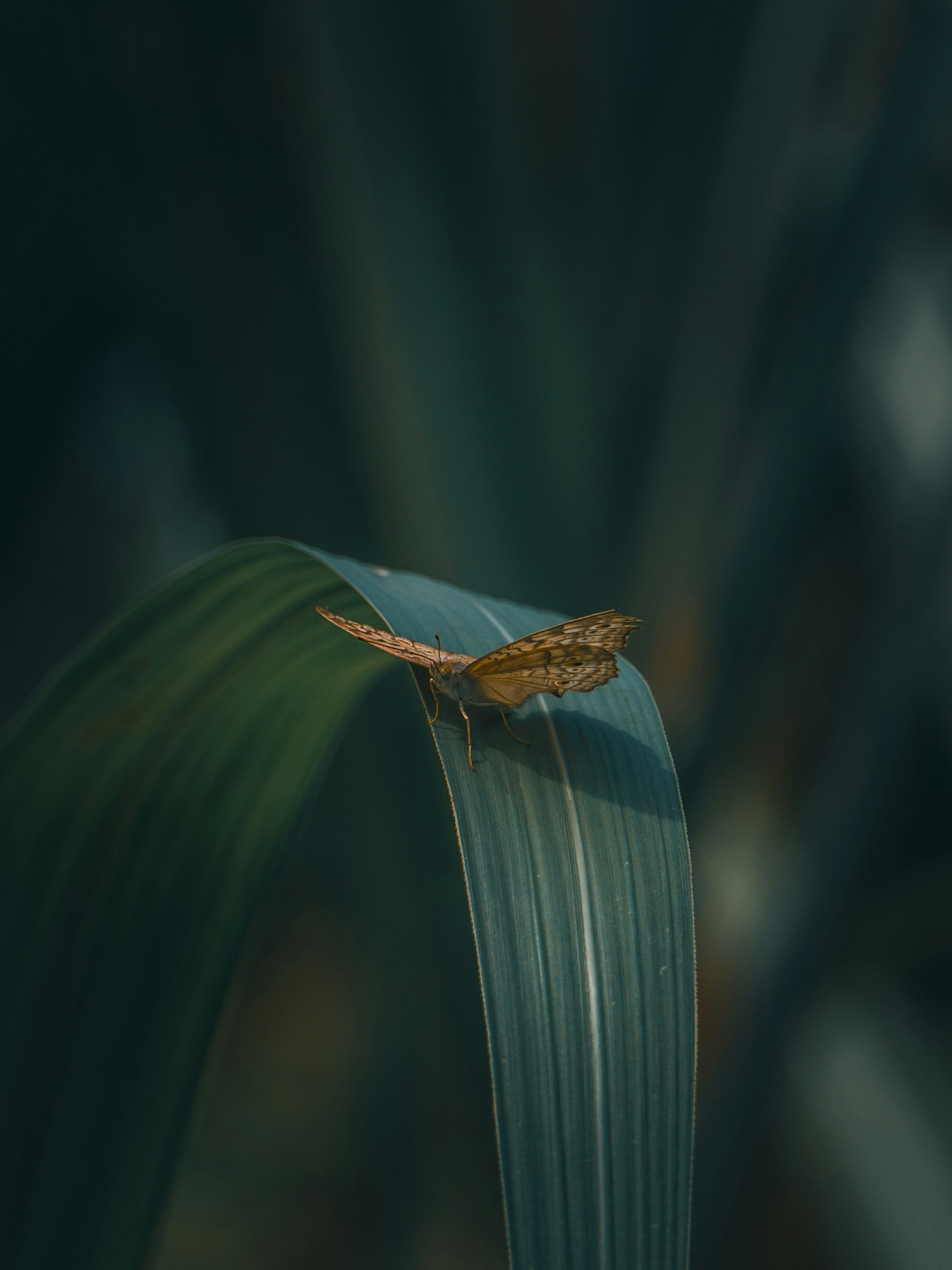 A butterfly perched delicately on a green leaf, surrounded by soft, blurred foliage. The scene captures a tranquil moment in nature.