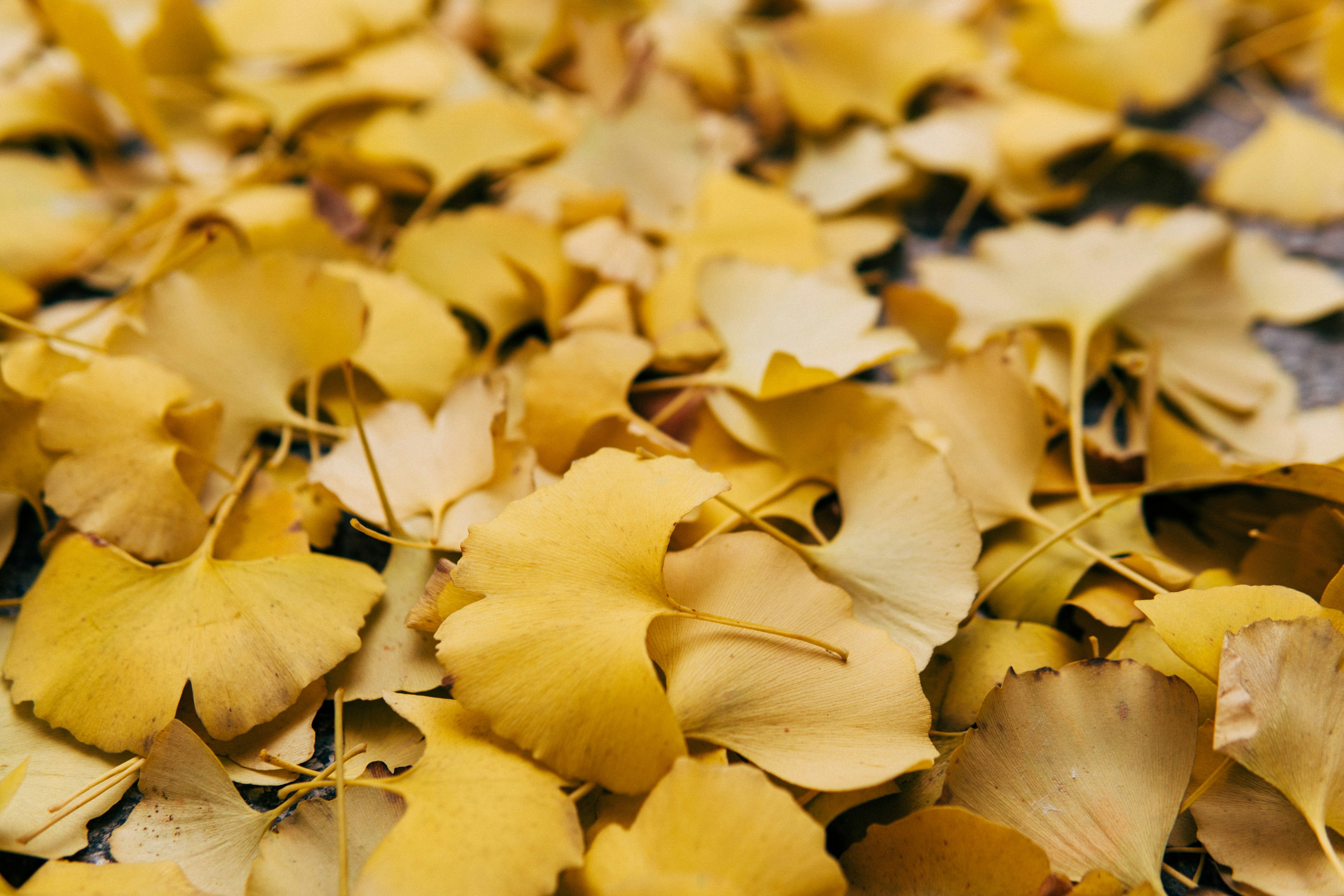 A dense carpet of vibrant yellow ginkgo leaves scattered across the ground, capturing the essence of autumn's transition.