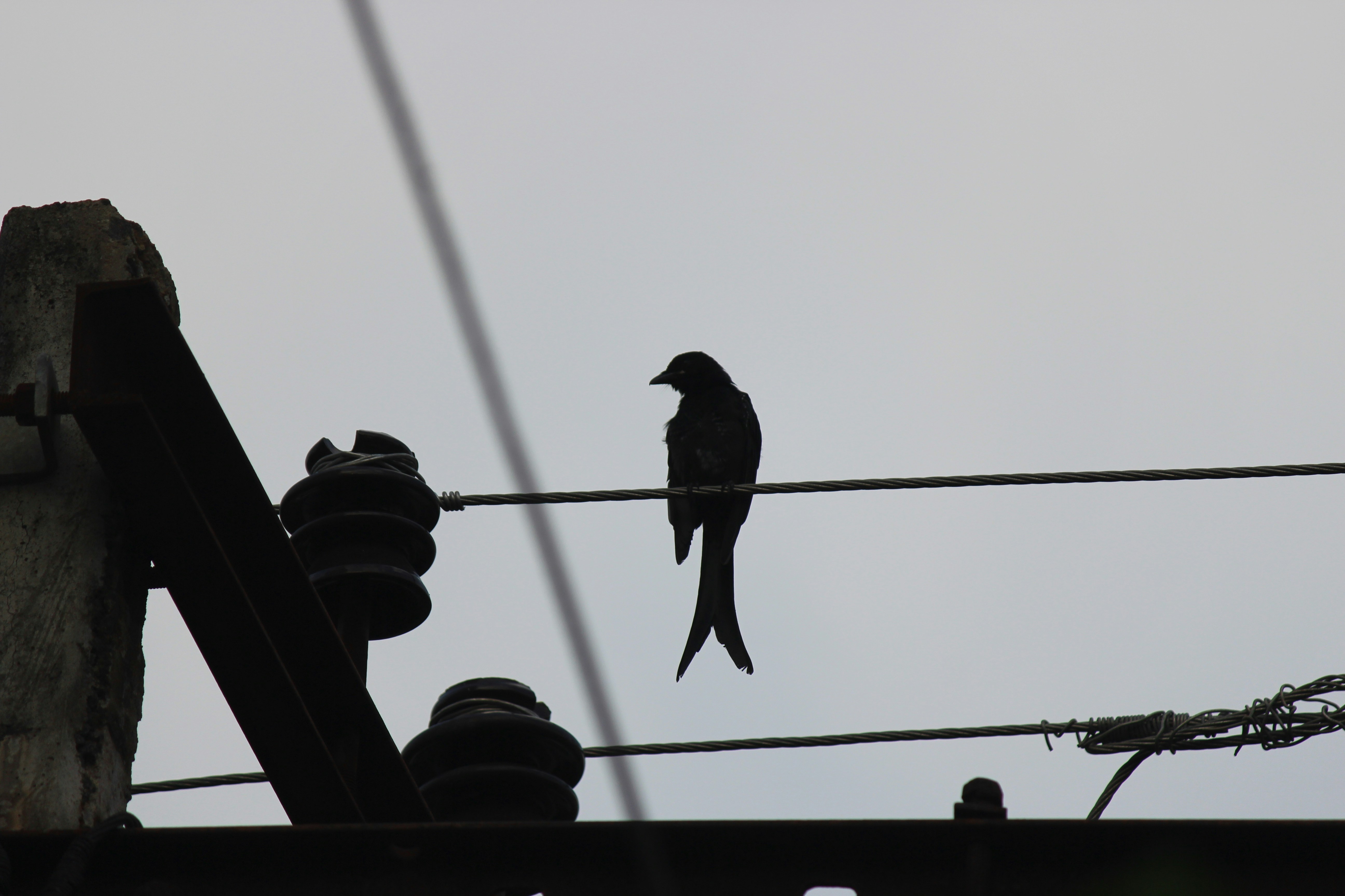 A bird perched on a power line, silhouetted against a cloudy sky, showcasing a moment of stillness in an urban setting.