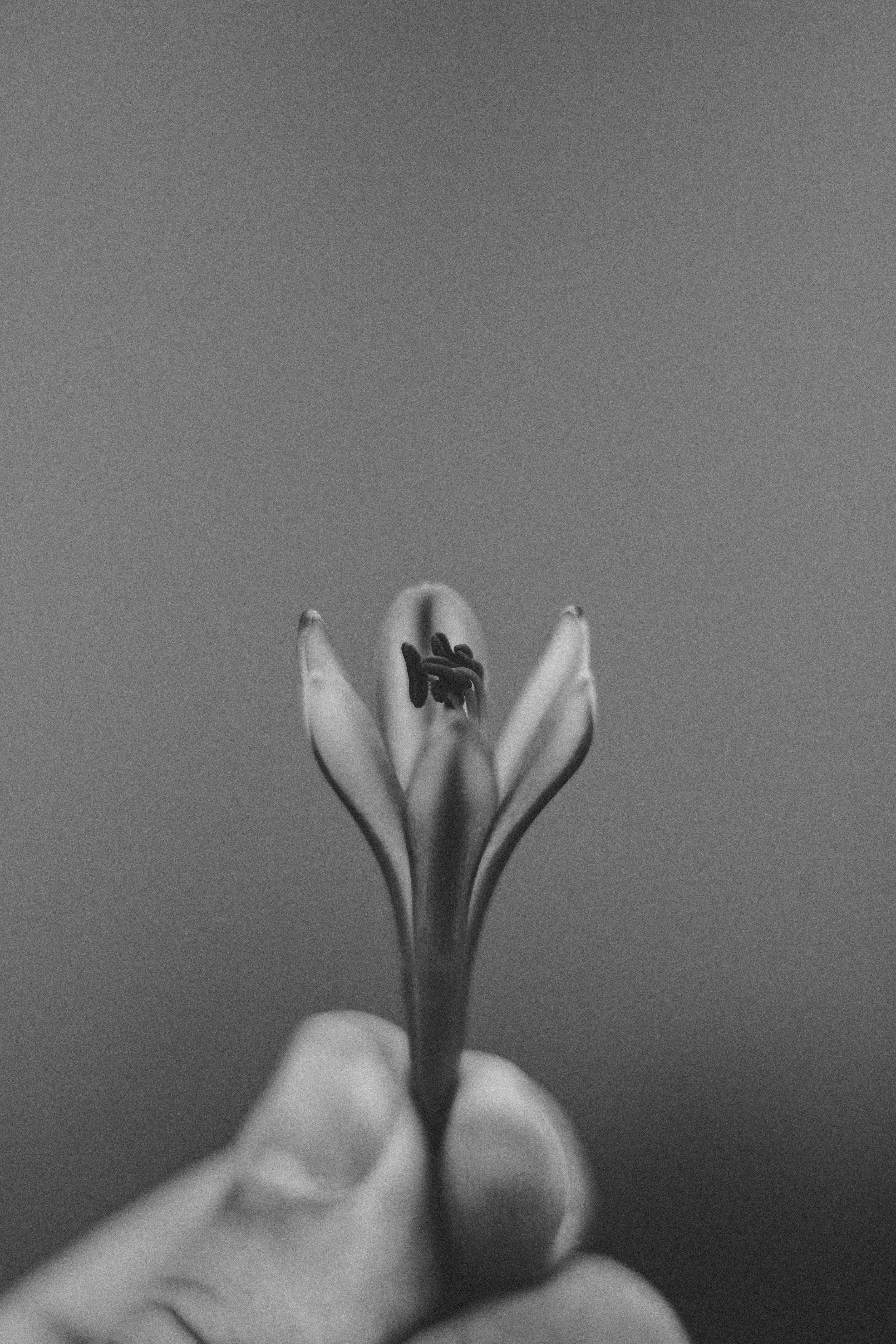 Single Bud in Quiet Monochrome: A Precise Macro Moment