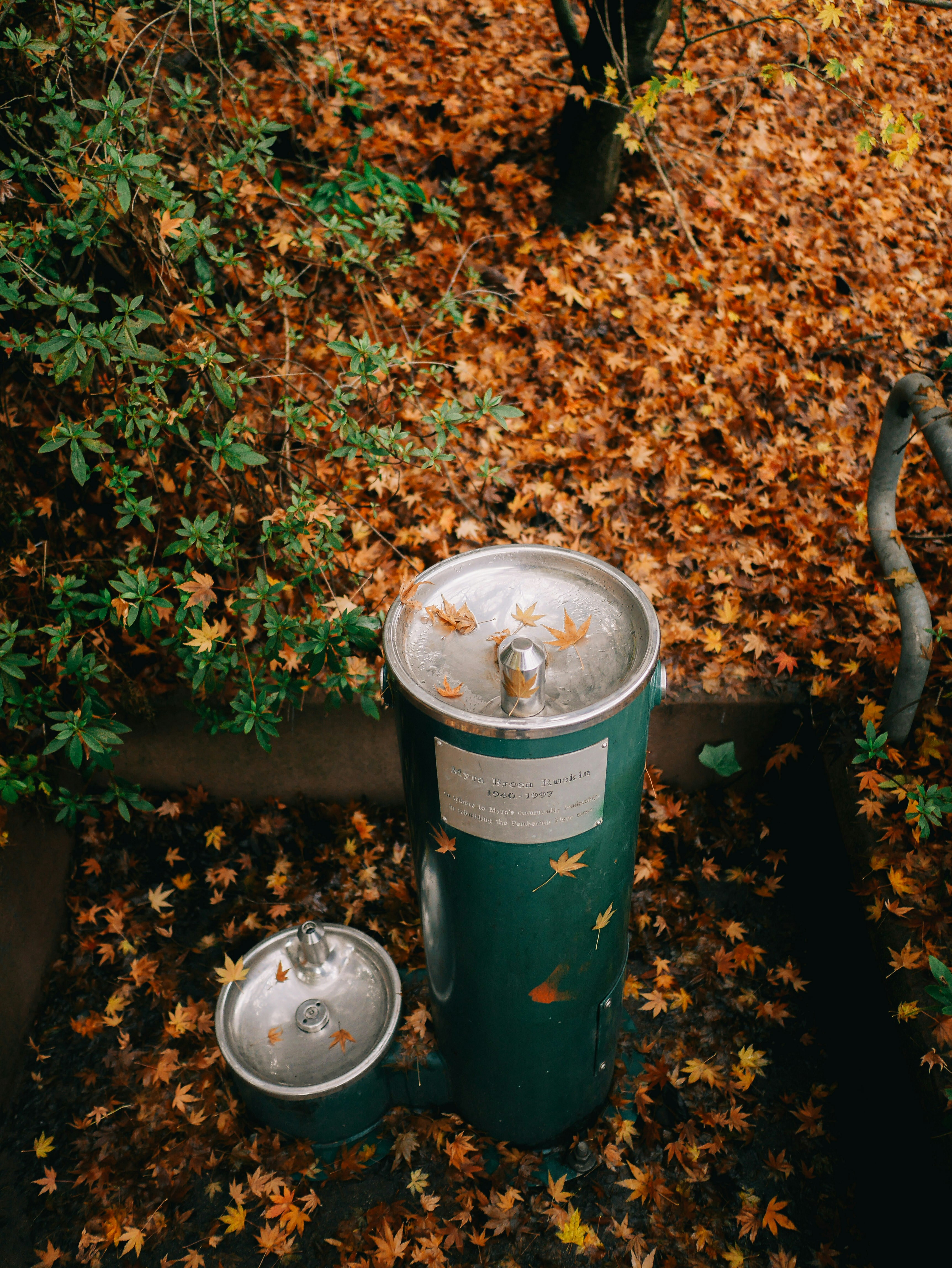 Two vintage water fountains surrounded by a carpet of autumn leaves, showcasing nature's tranquil beauty.