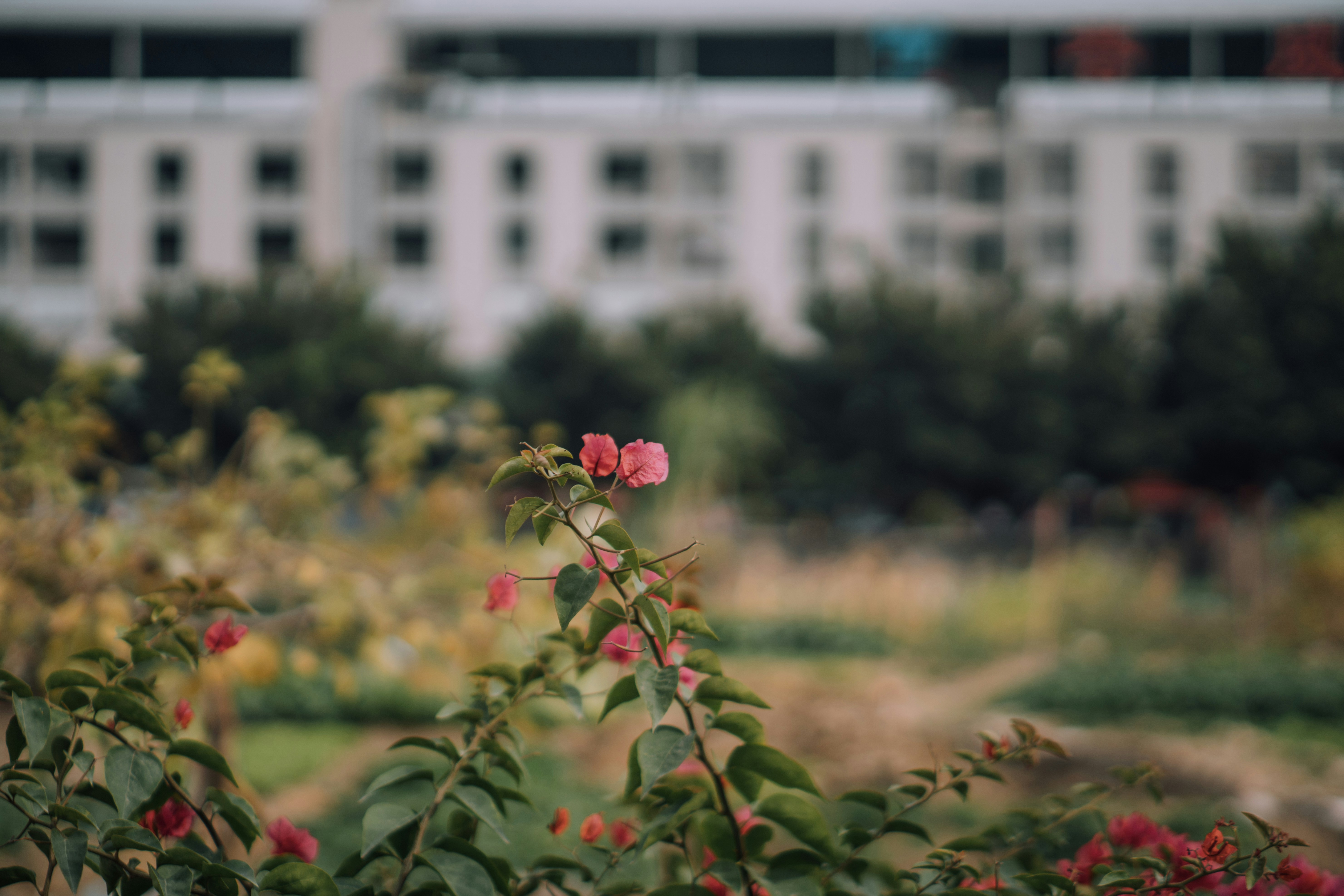 Petals in Focus, a Quiet City Backdrop