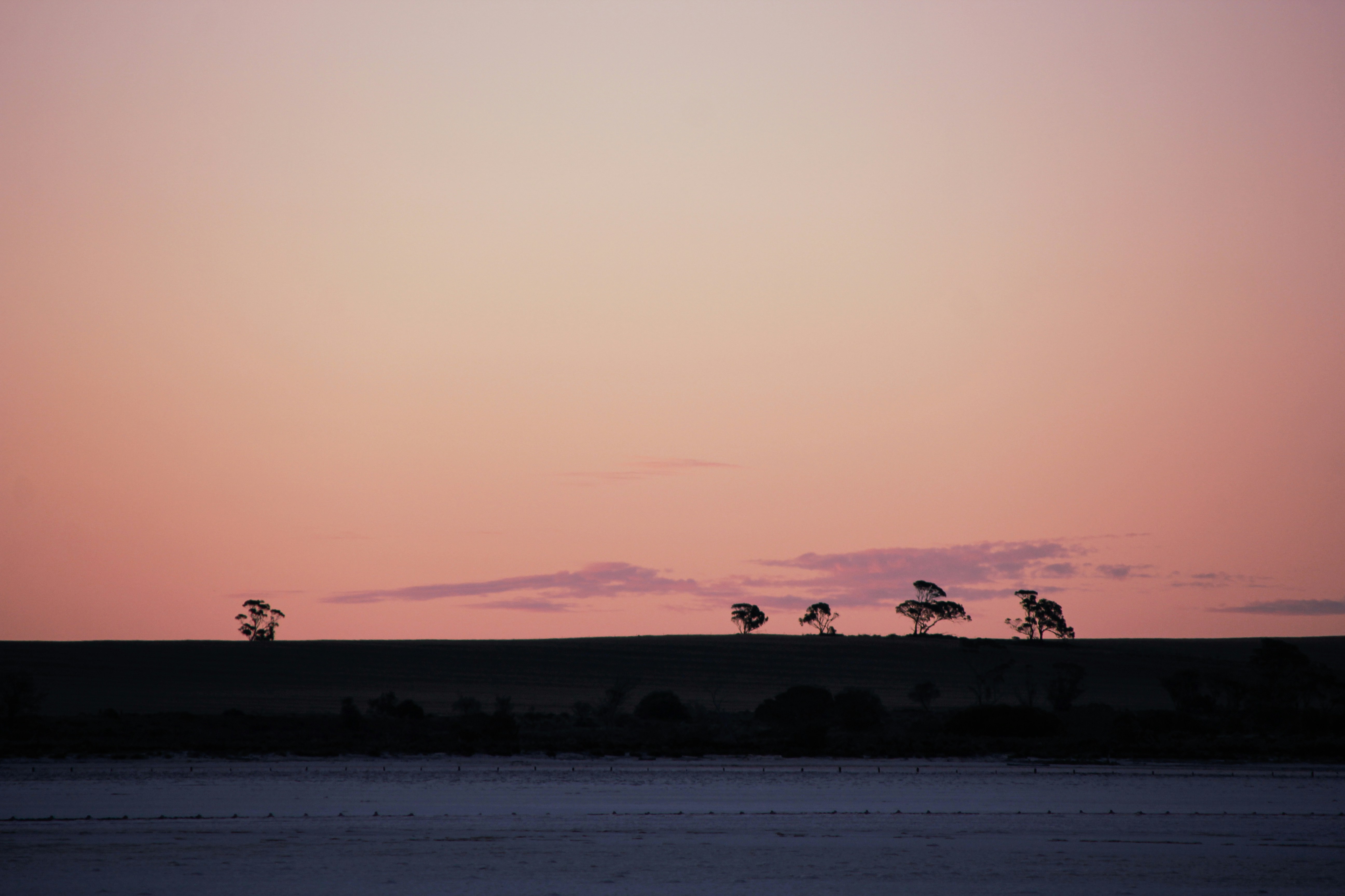 Pastel Dusk: Silhouetted Trees Framing a Quiet Horizon