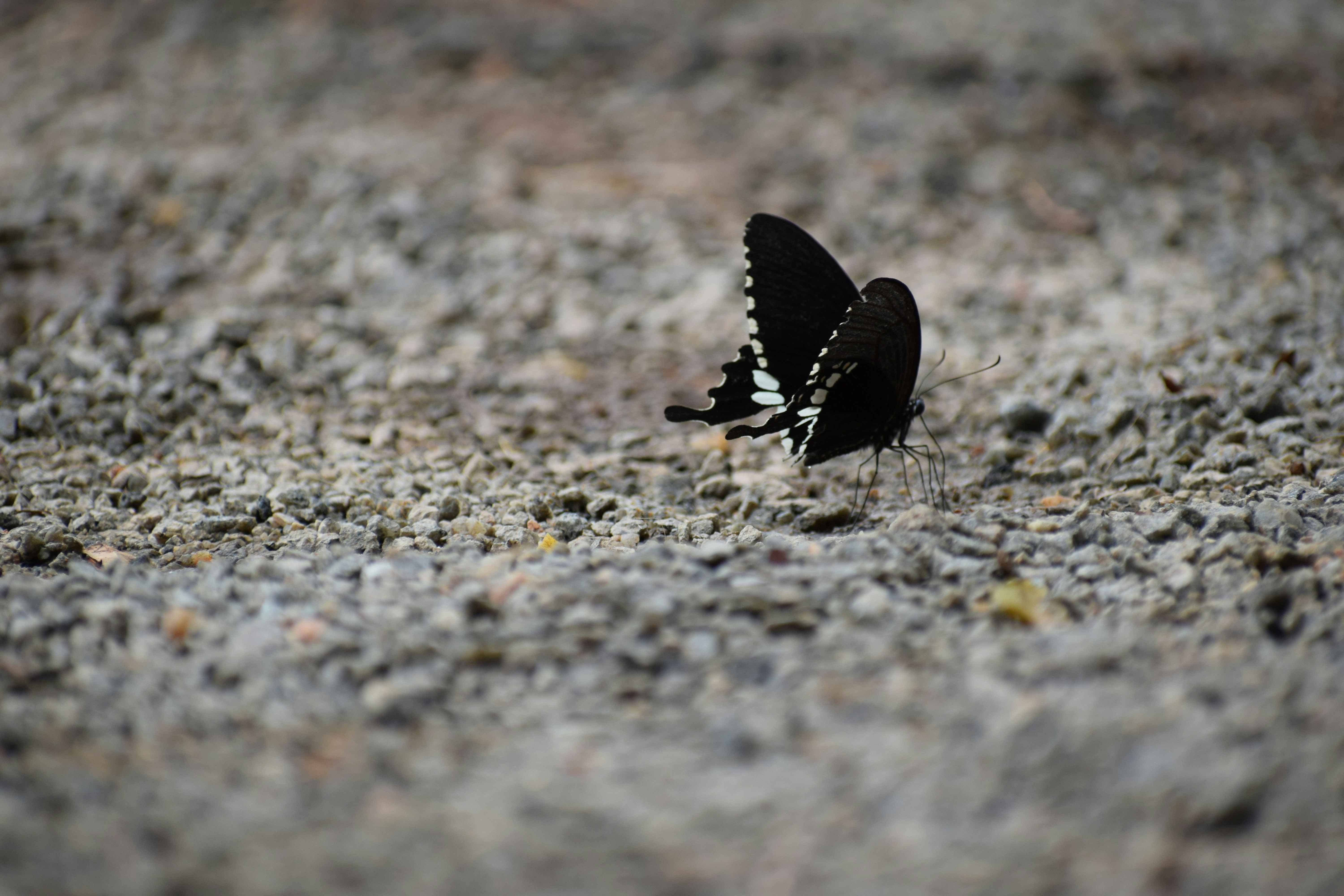 Vinoth Kumar (@svinu1217) | Comunidade de fotos da Unsplash