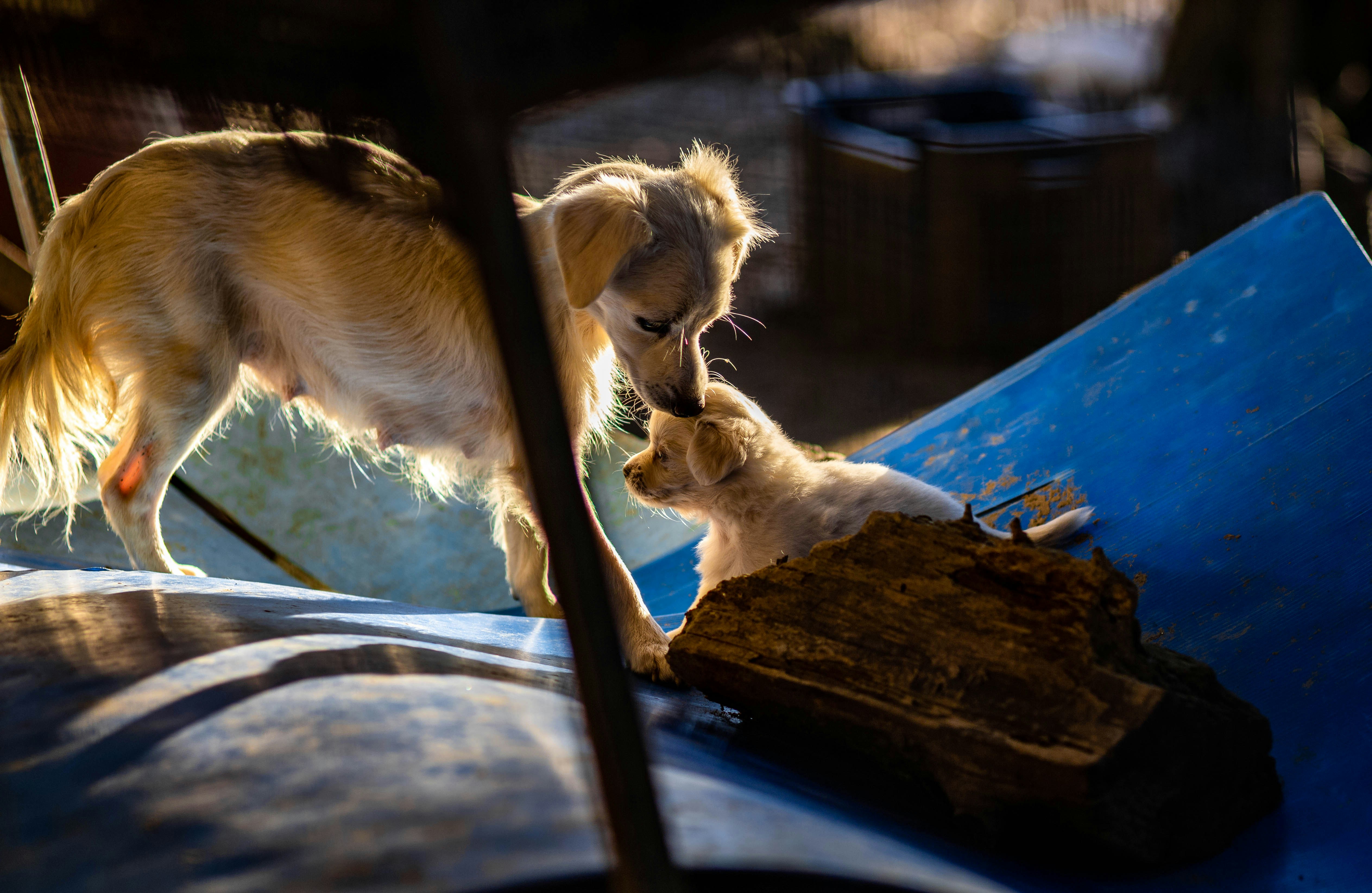 Nose Exchange on a Sunlit, Crumpled Blue Tarp