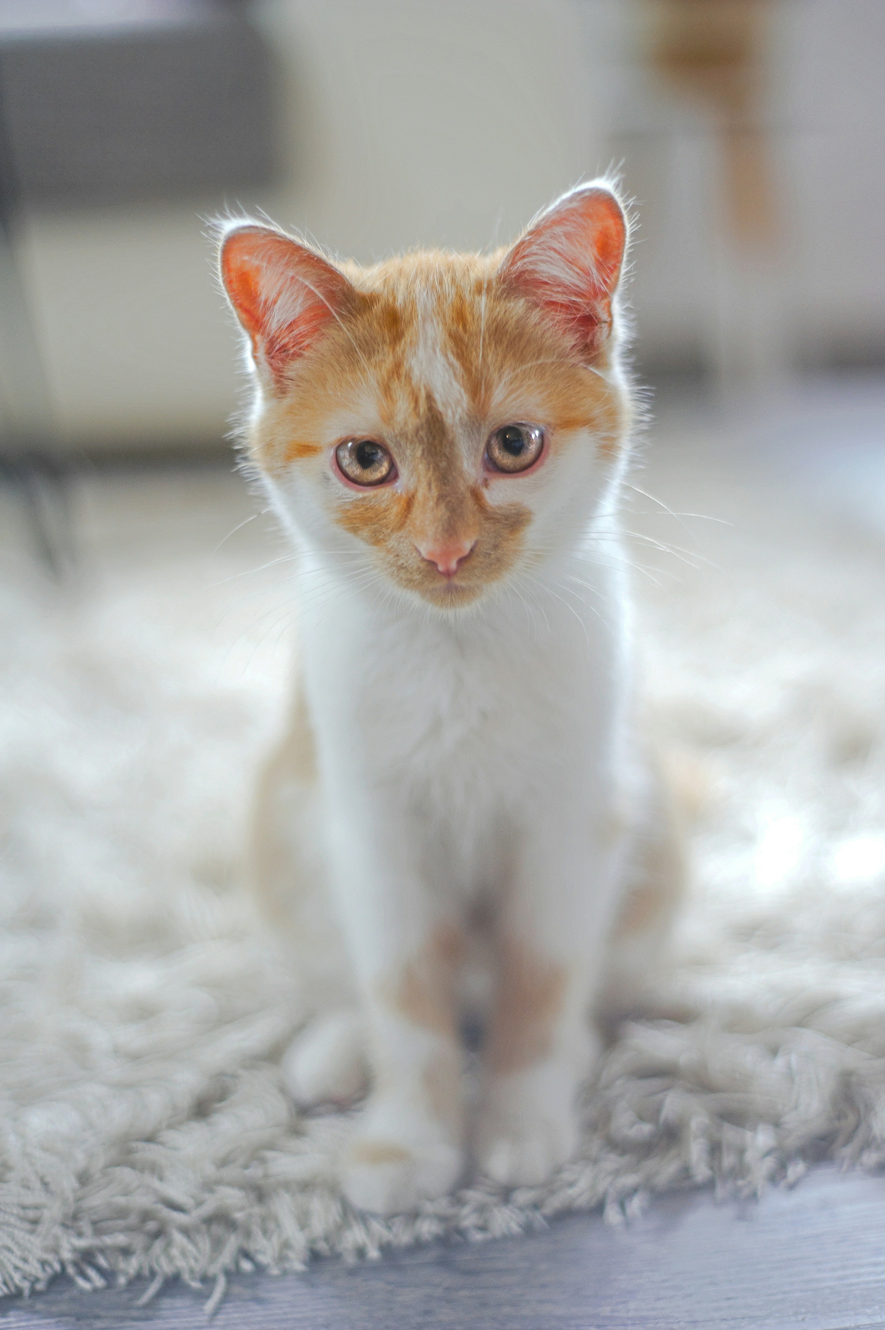 Orange and white tabby cat on white snow photo – Free Cat Image on Unsplash