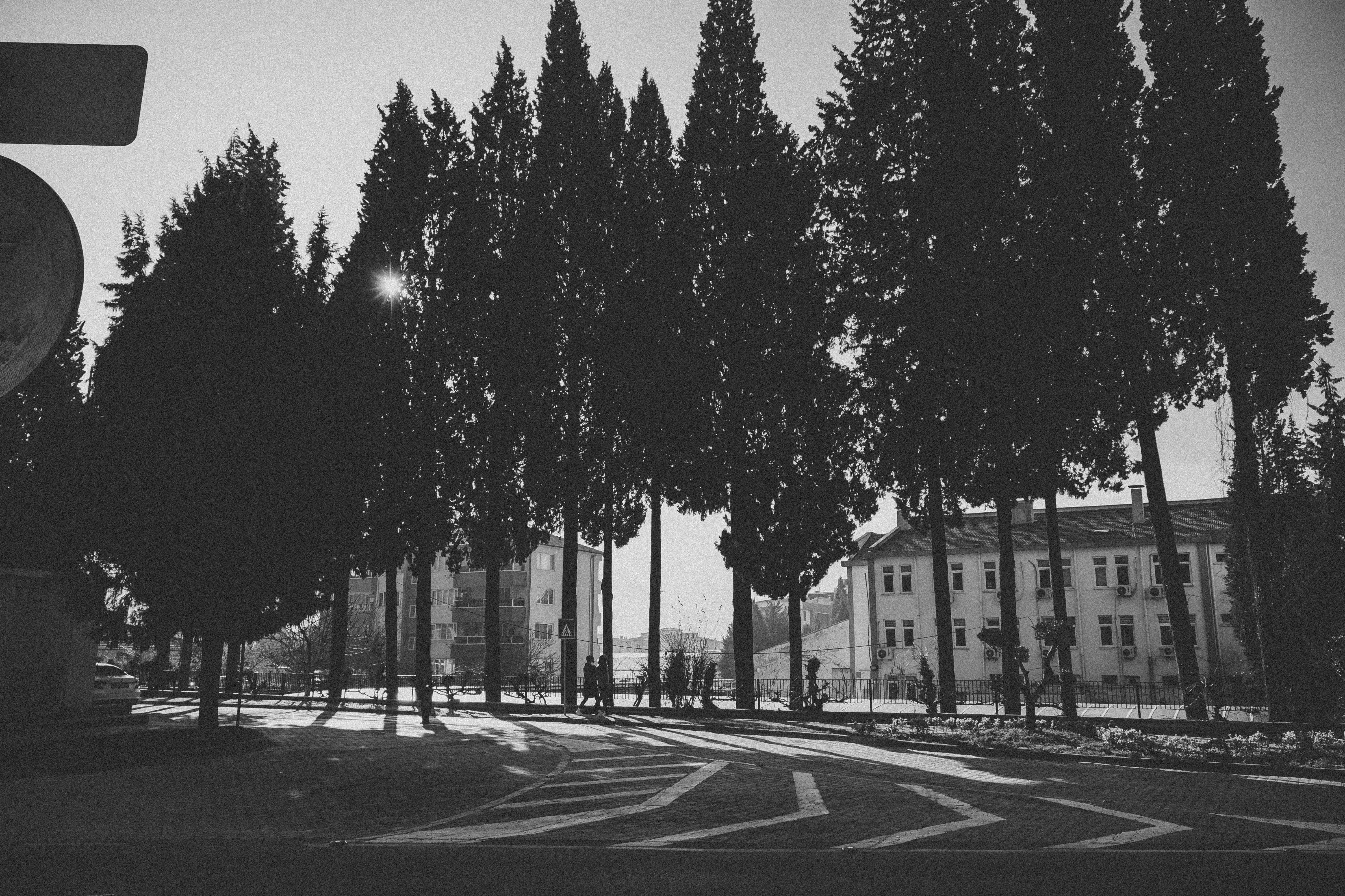 Tall pine trees cast intricate shadows on a sunlit street, framing a quiet urban scene. A distant building adds depth to the composition.