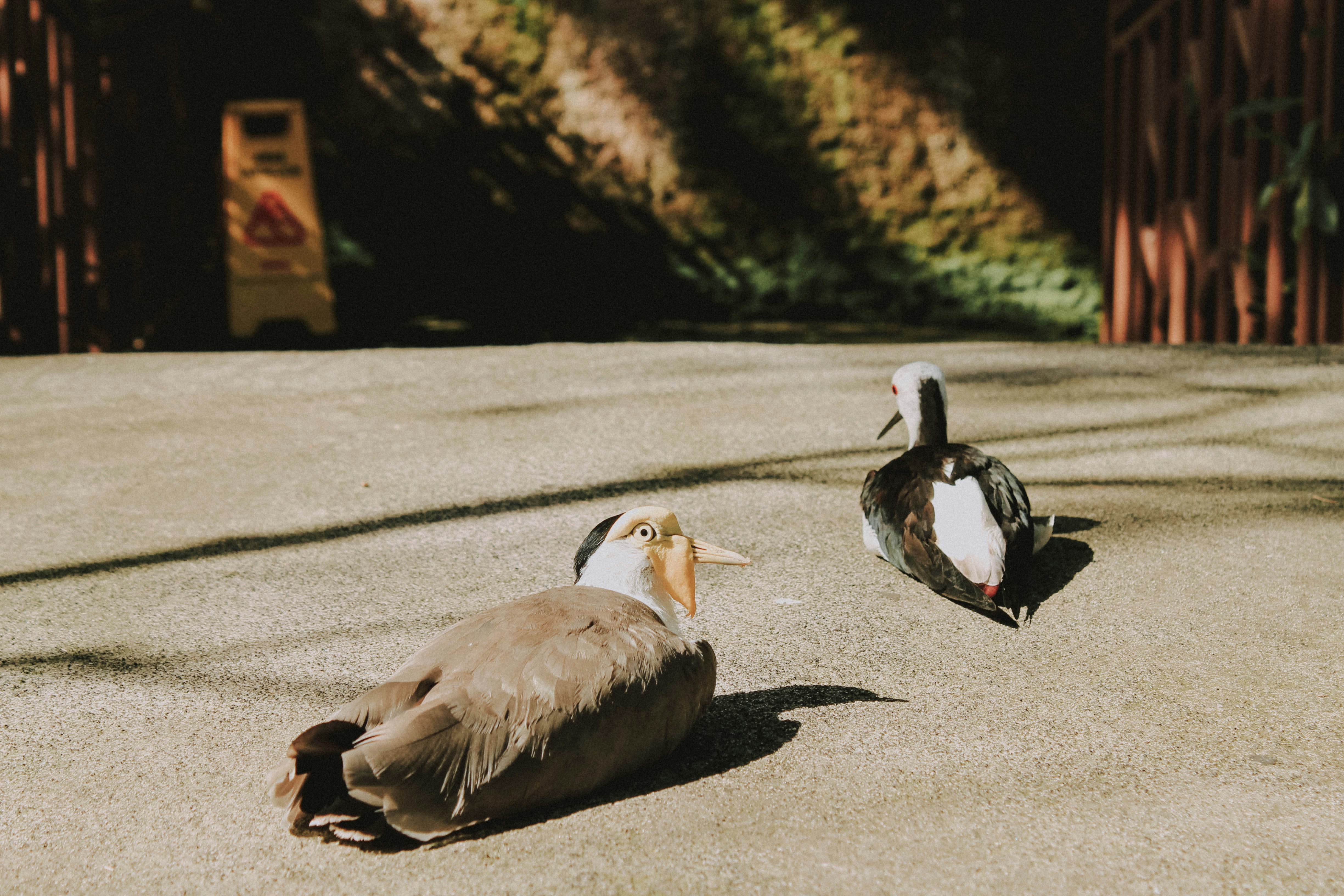 Ducks in Warm Spotlight on Quiet Pavement