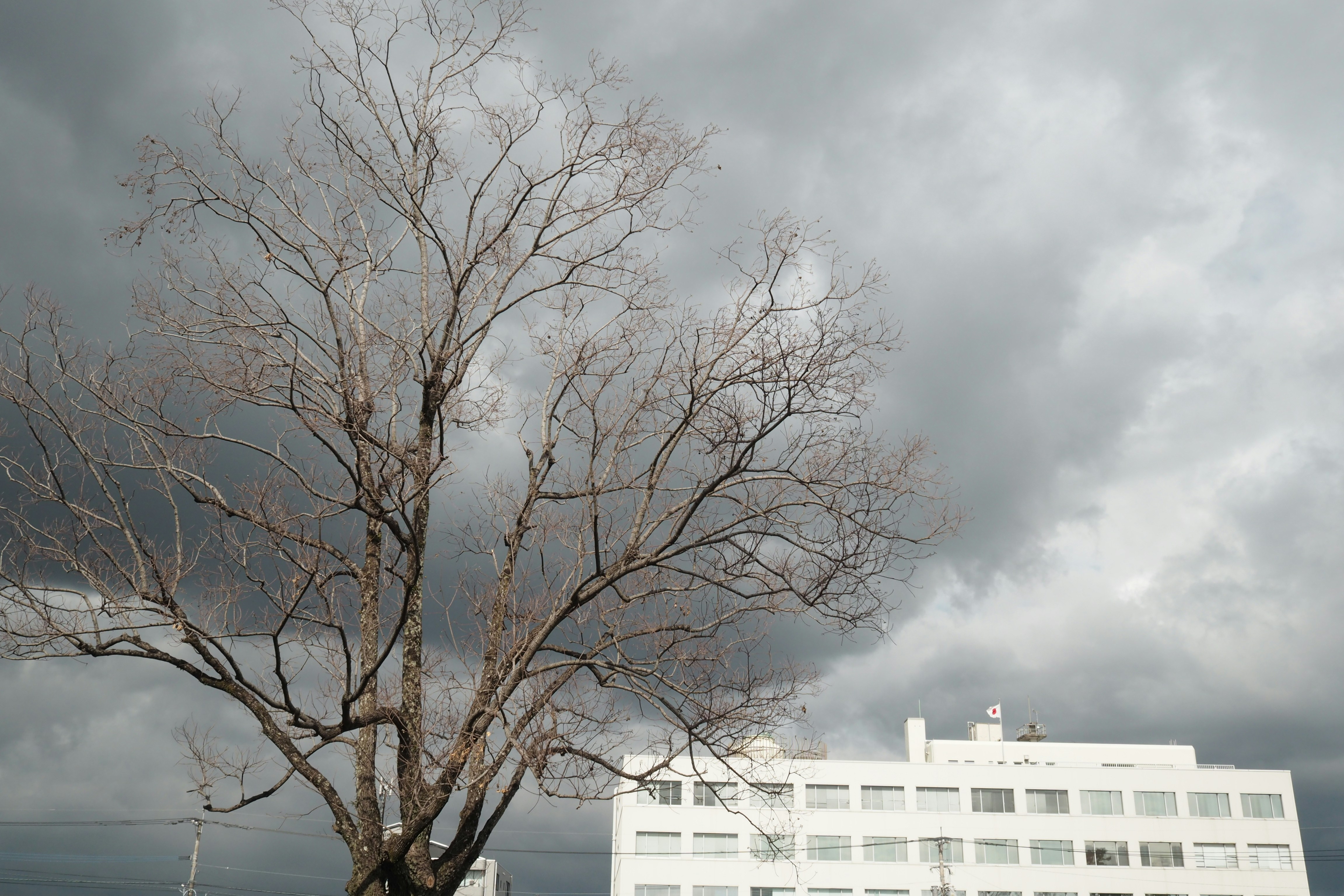 Storm-Scarred Tree by a Stark White Facade
