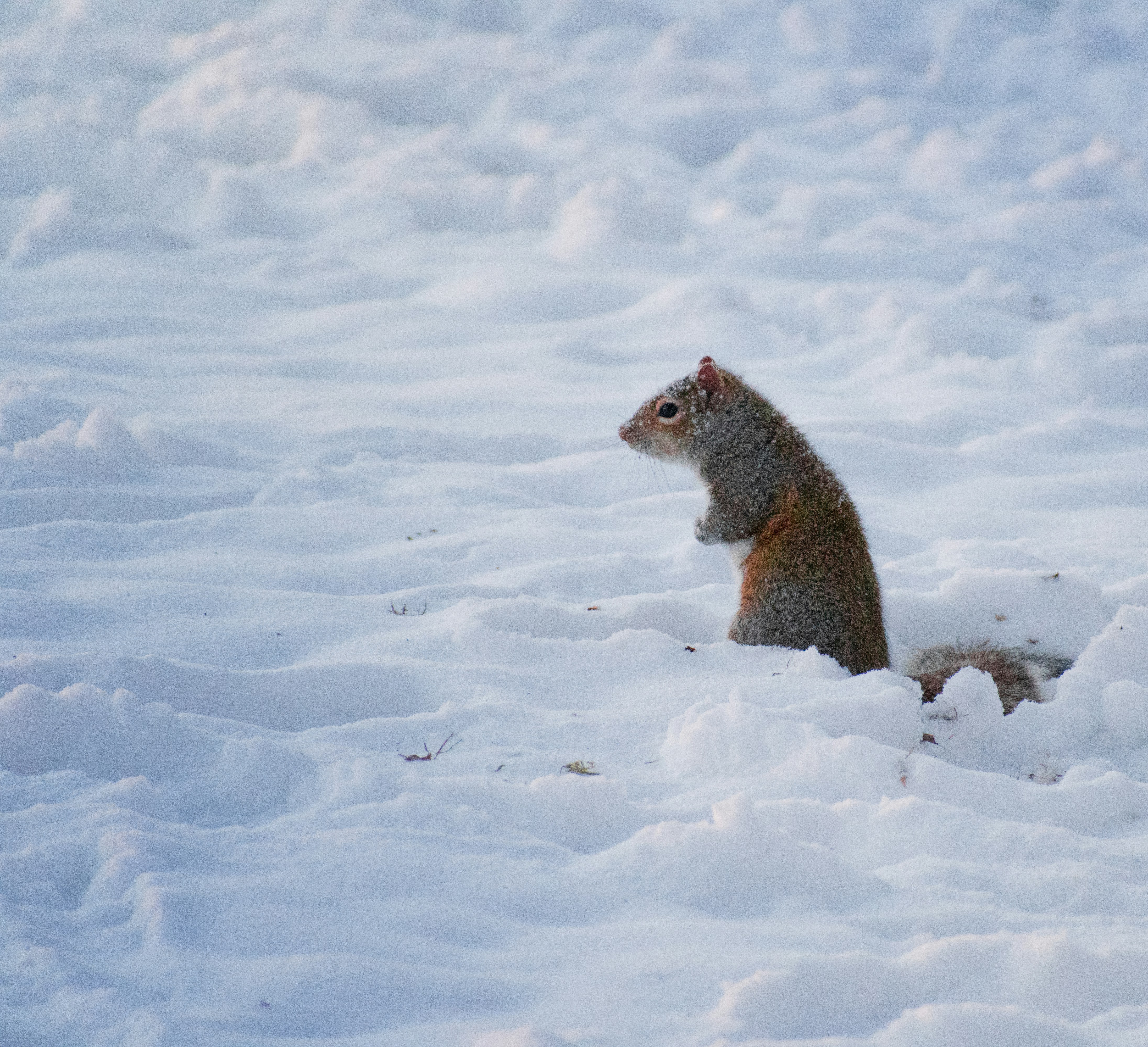 Squirrel perched on snowy ground, alert and surrounded by a soft white landscape.
