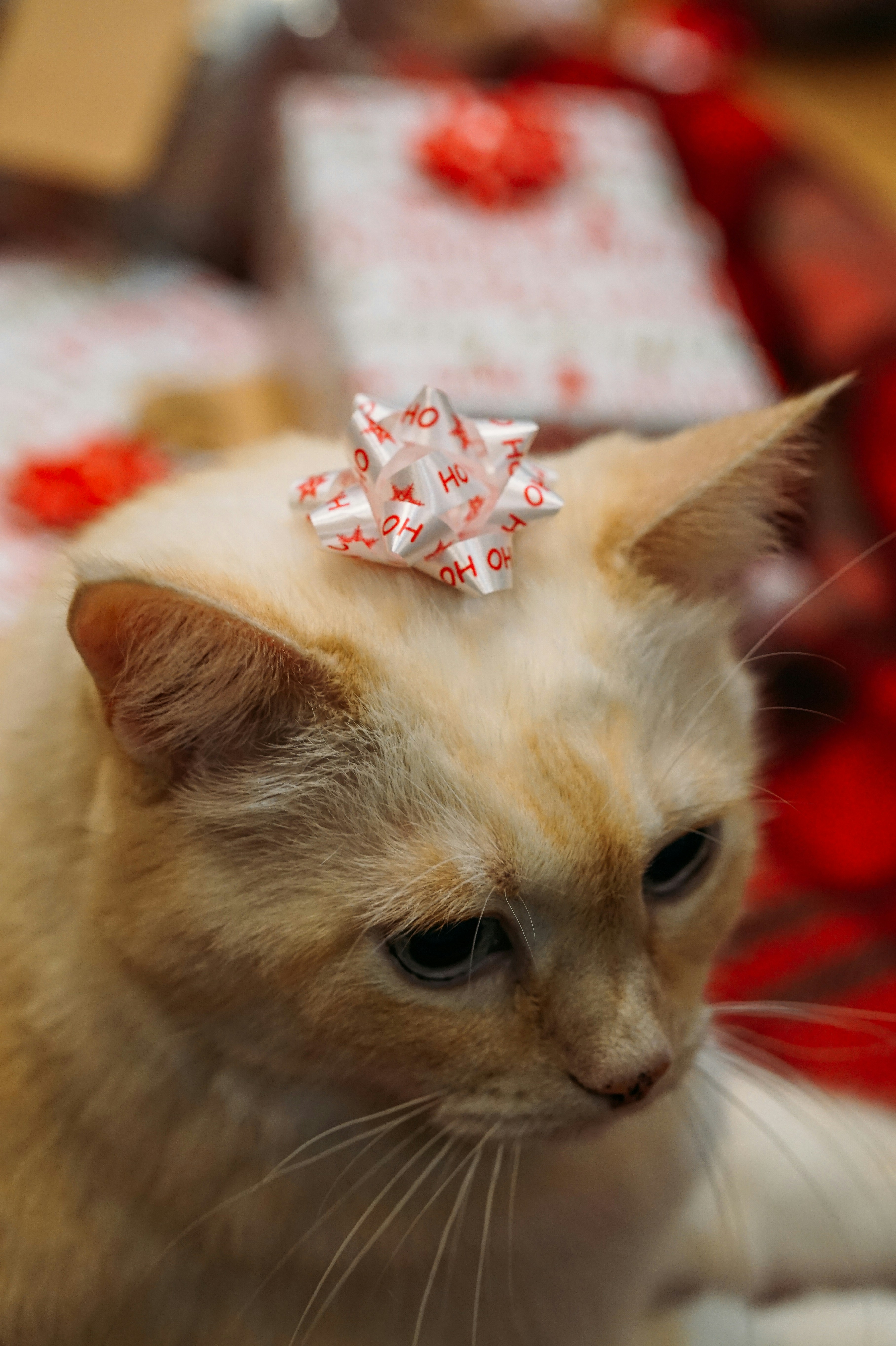White Cat With Bell Ribbon