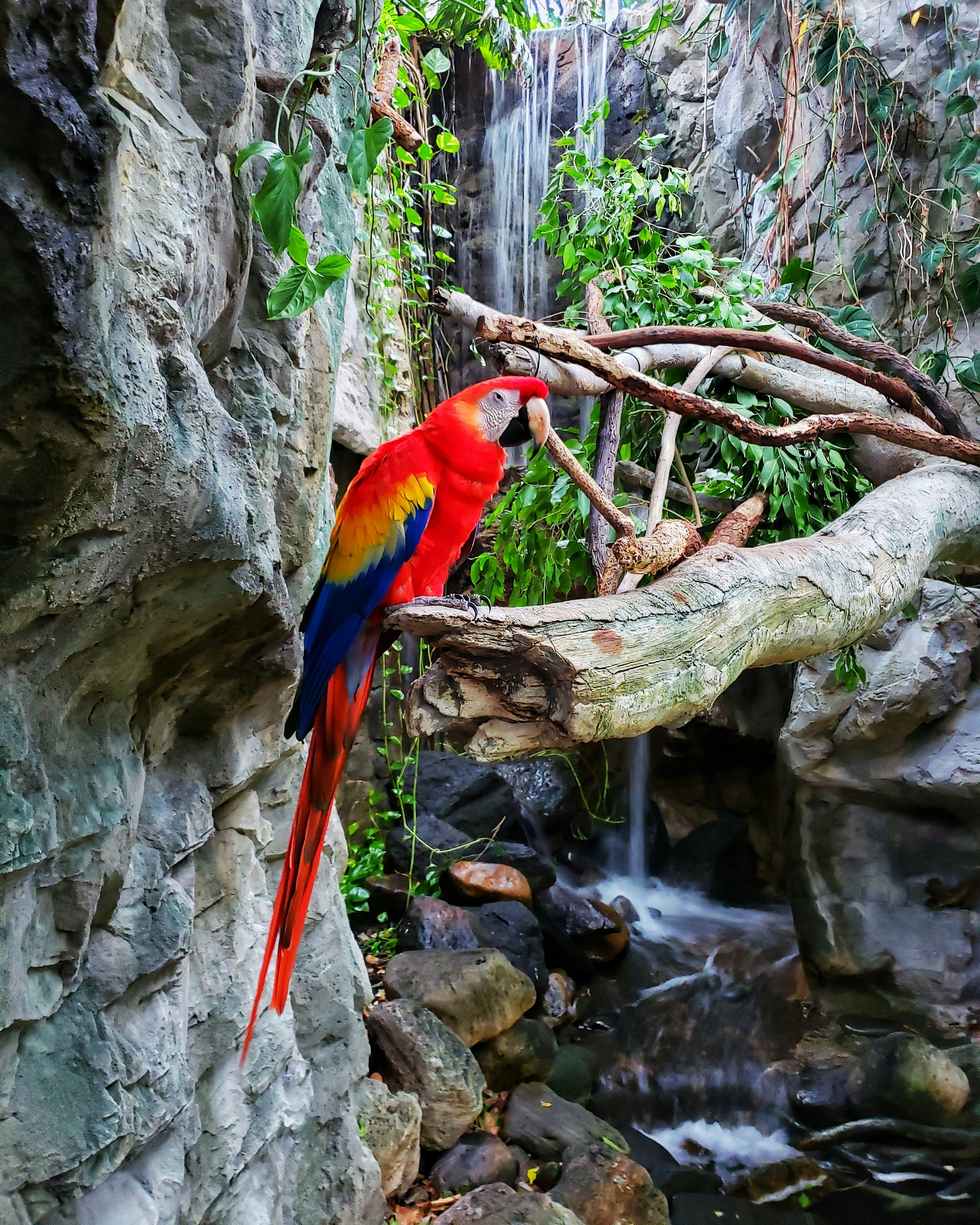red and blue bird on brown tree branch photo – Free Animal Image on ...