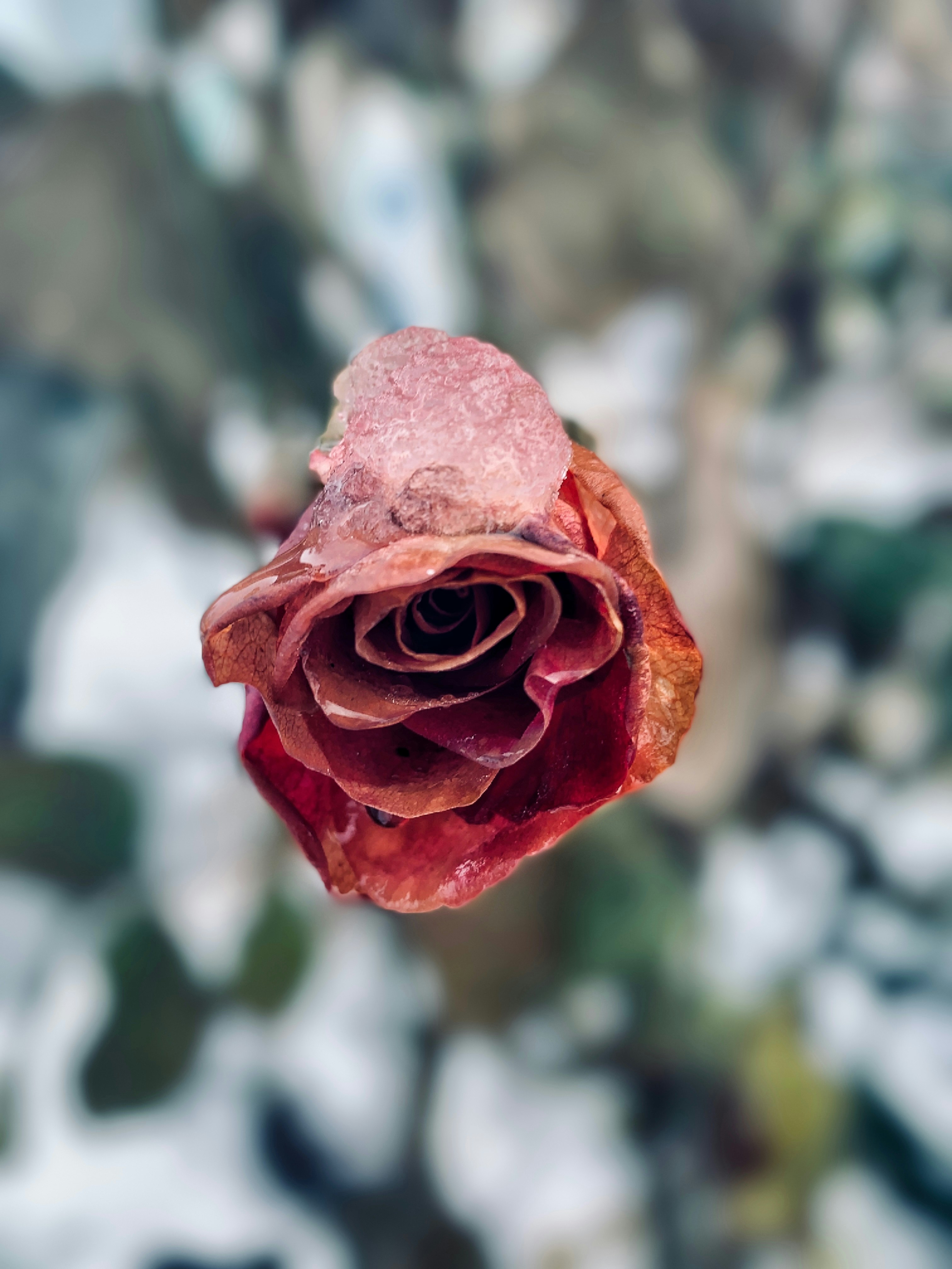 Velvet Rose in Frosted Focus