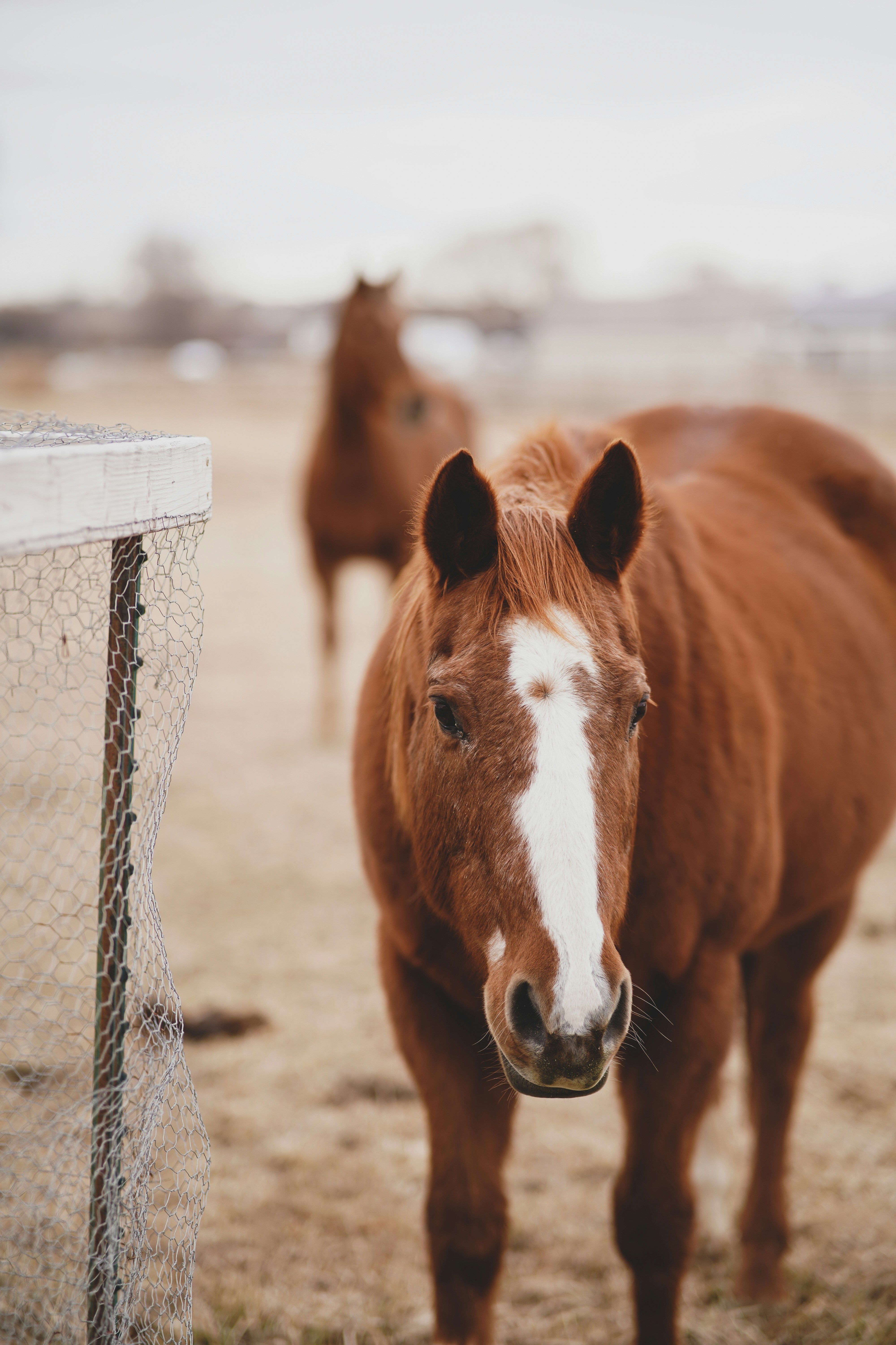 Two Horses - by Justin Deming - Along the Hudson