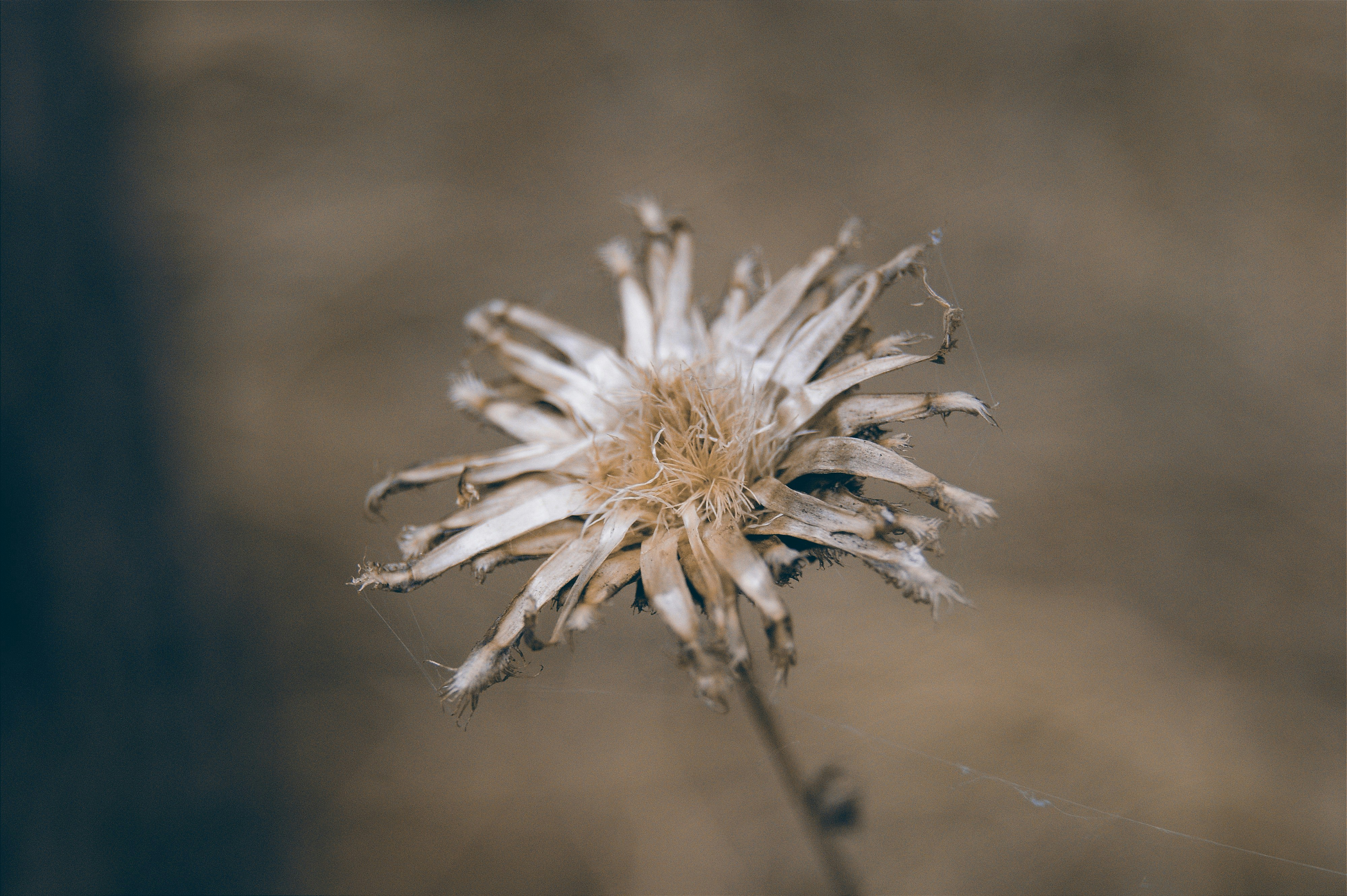 Dried flower with intricate petal structure against a softly blurred background, evoking the passage of time.
