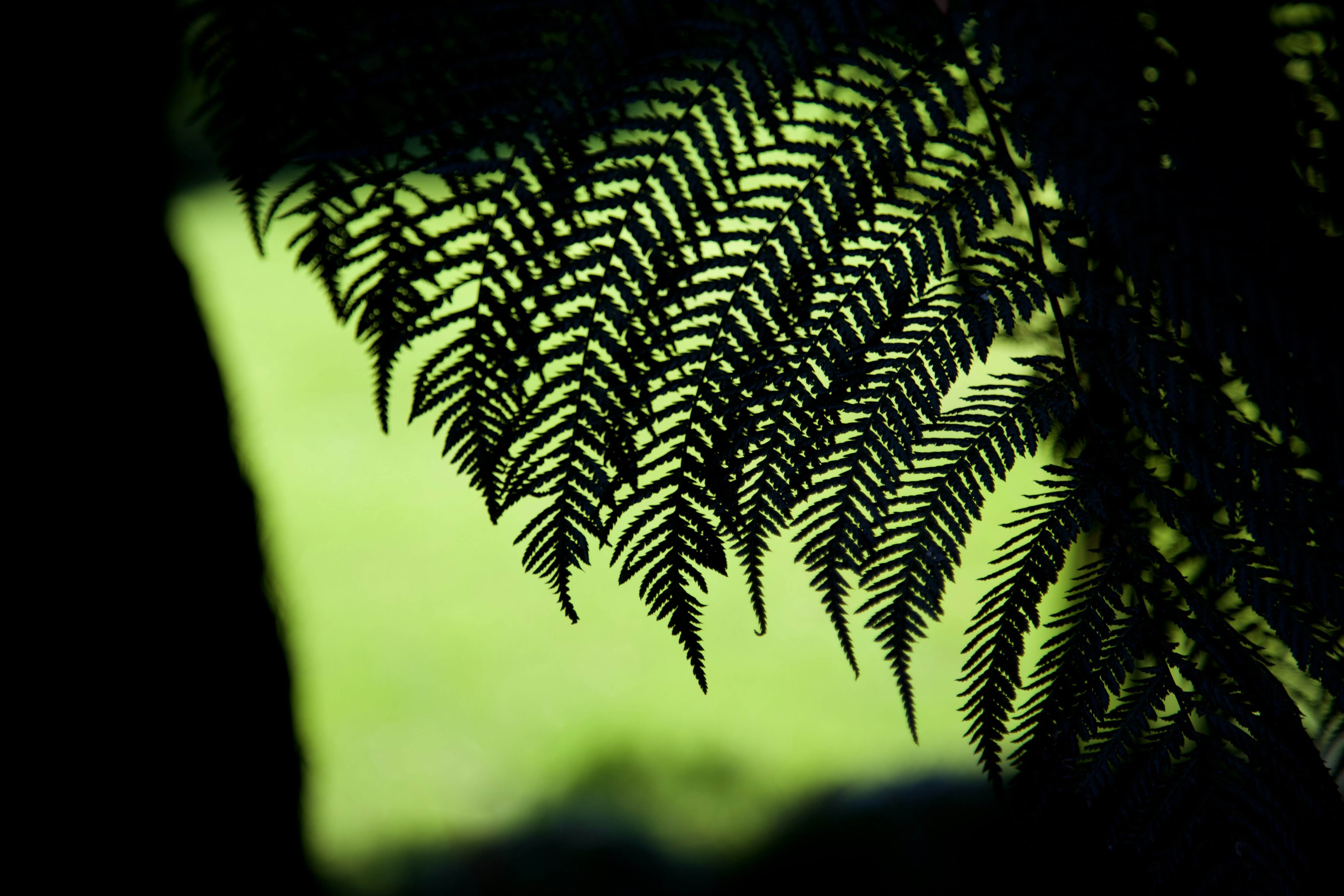 green leaf plant during daytime