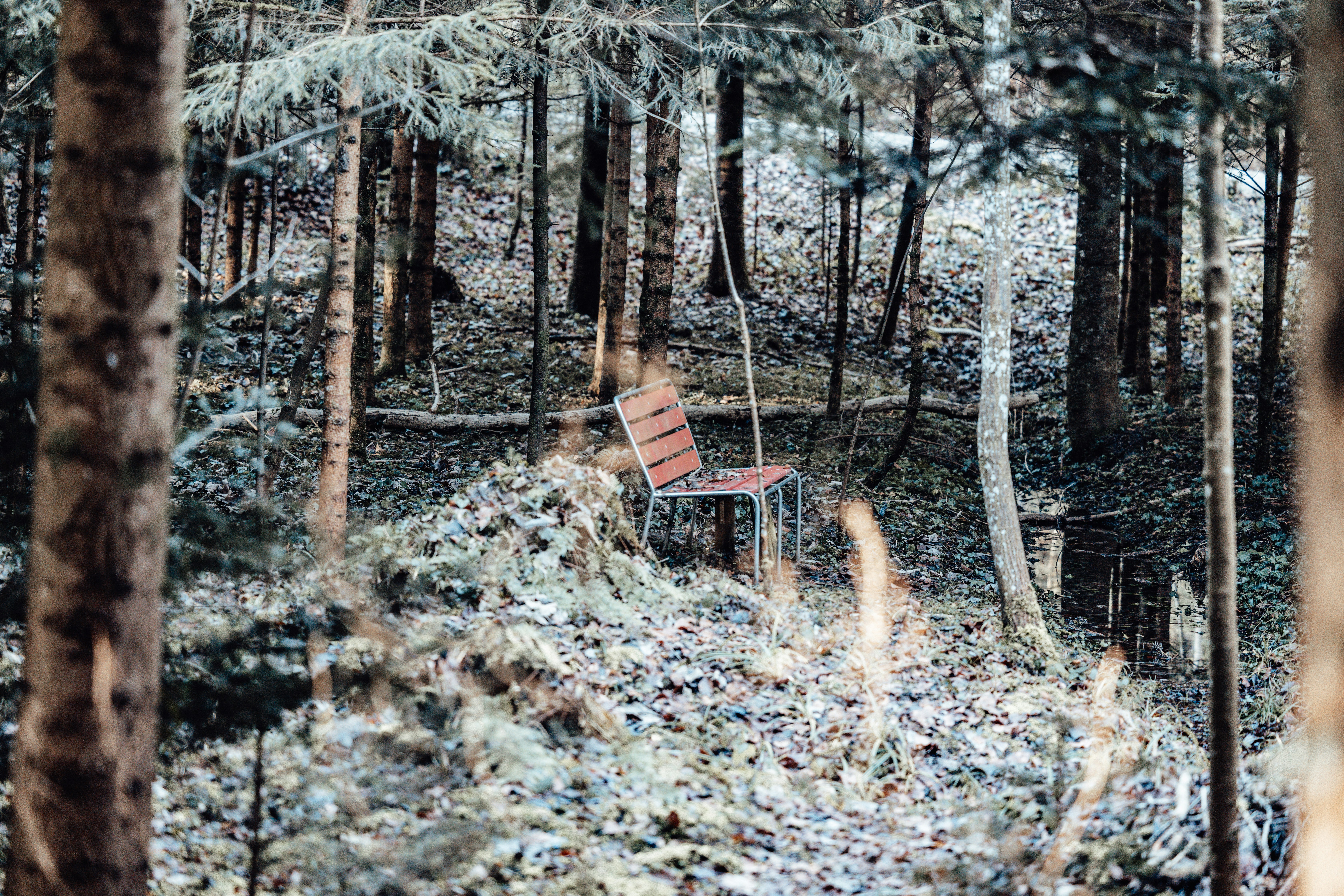 Lone Red Chair in a Frost-Dusted Pine Forest