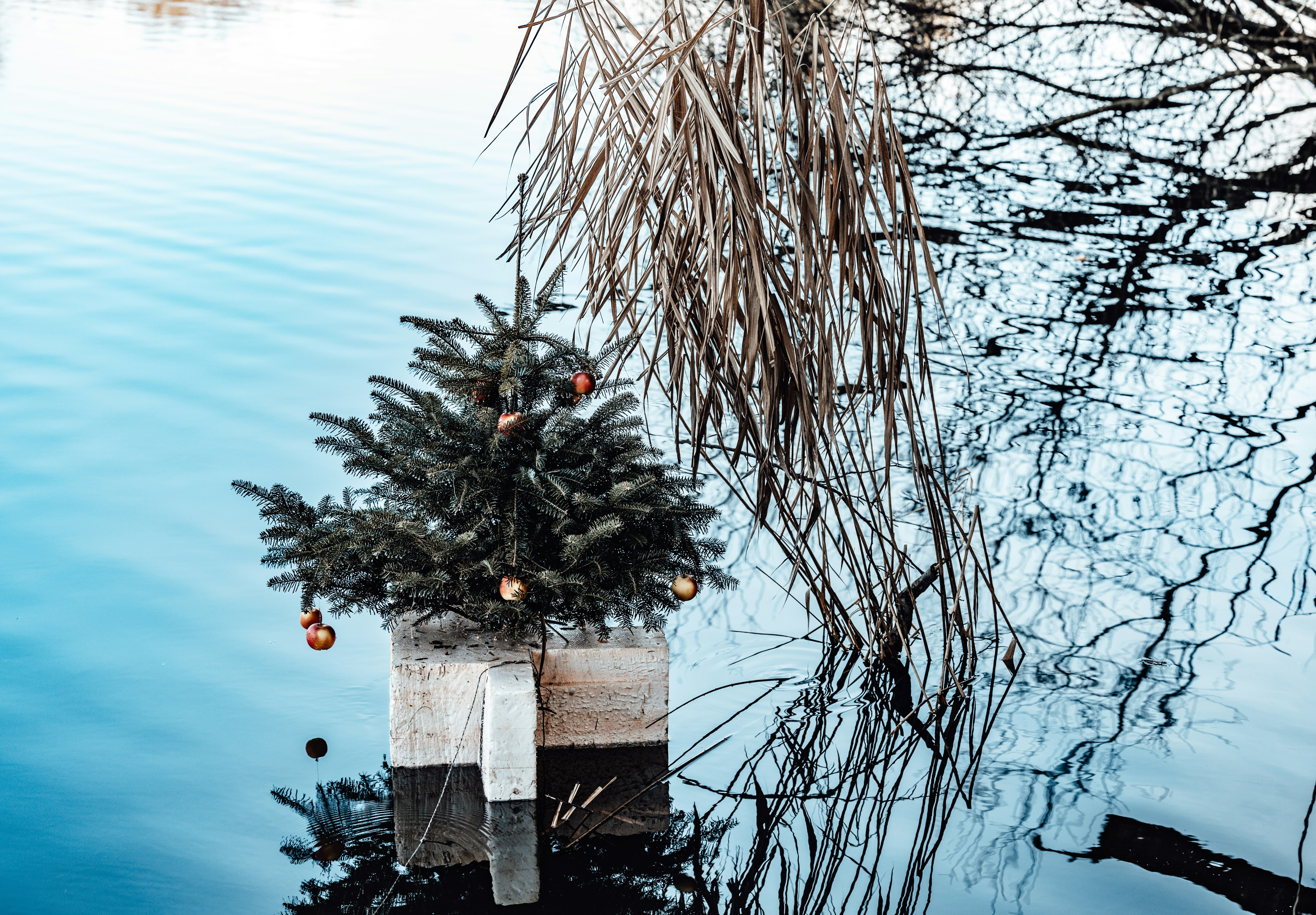 Ornamented Evergreen Adrift on a Concrete Pedestal in Quiet Blue Waters