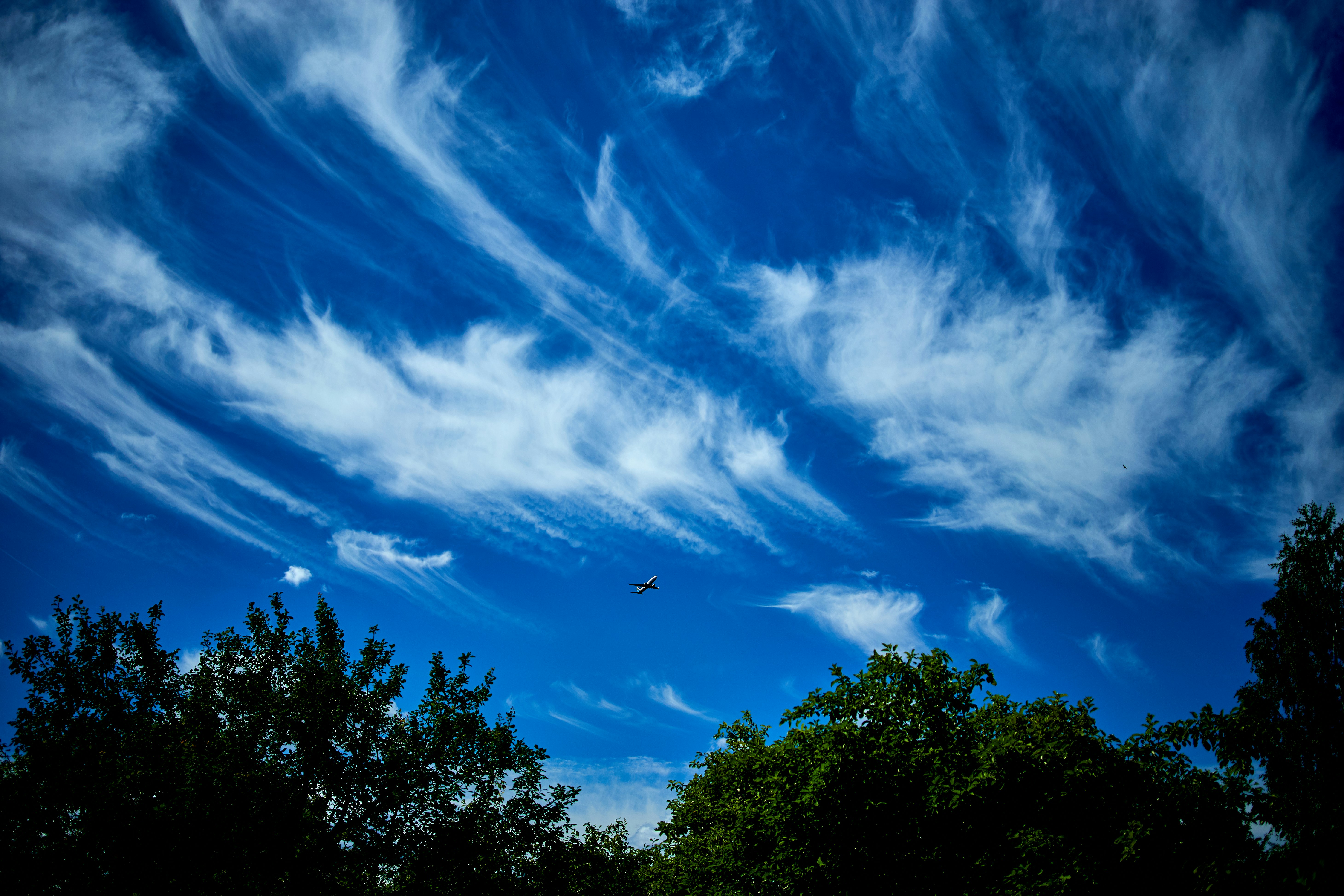 Winged Speck Over Cirrus Tapestry Above a Green Canopy