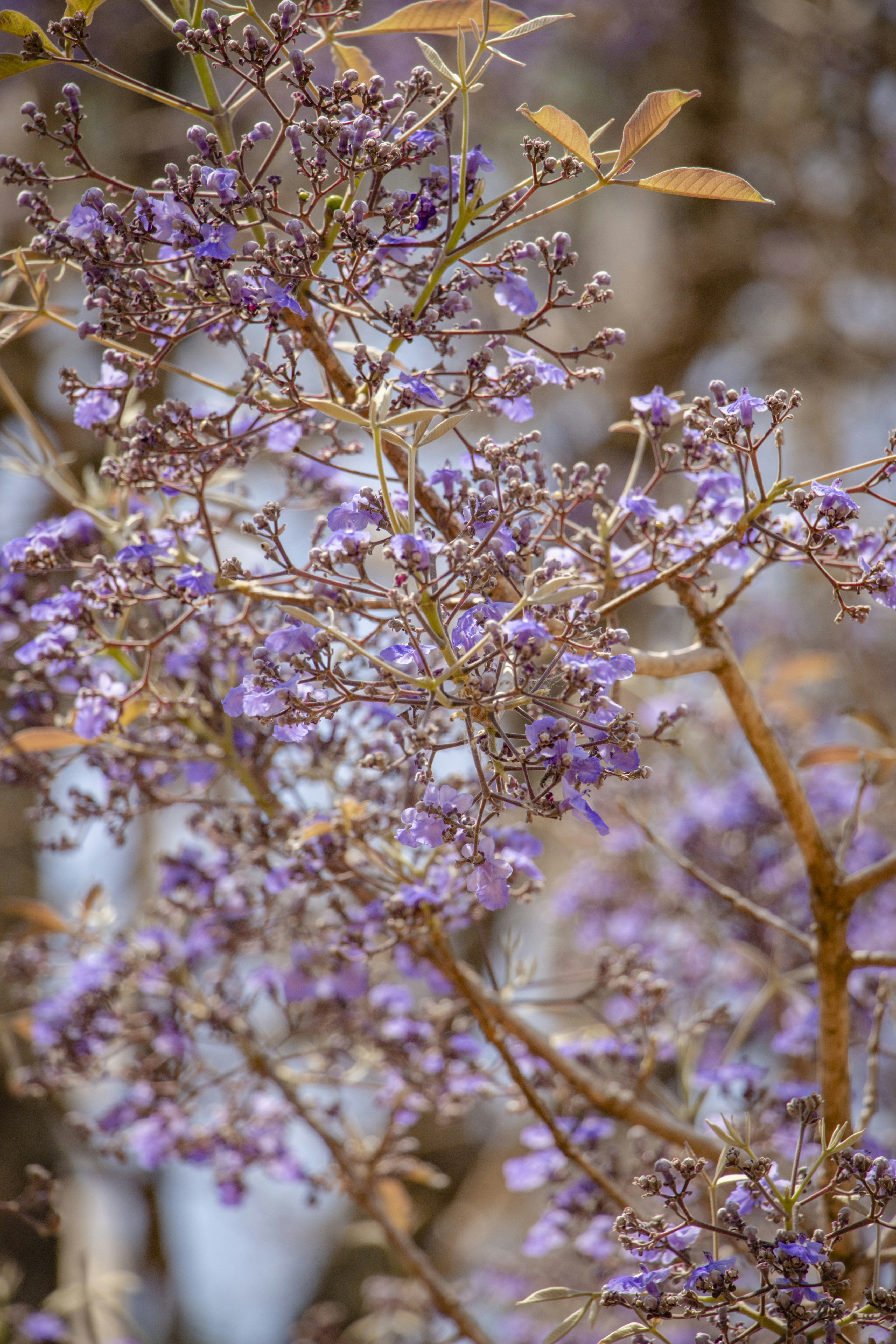 Delicate clusters of purple flowers bloom among slender branches, evoking the essence of spring's renewal.
