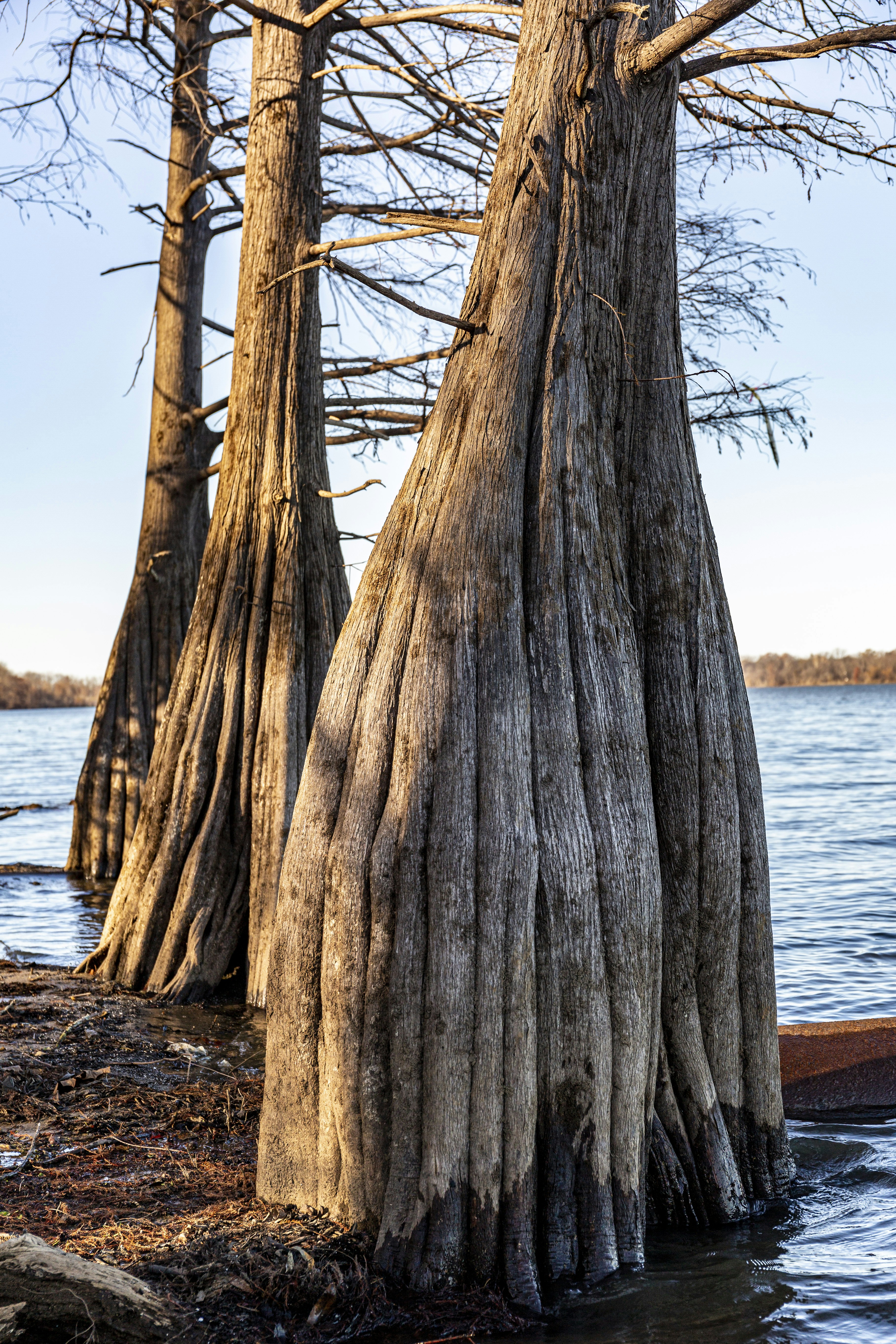 Best Cypress Tree Pictures [HD] | Download Free Images on Unsplash
