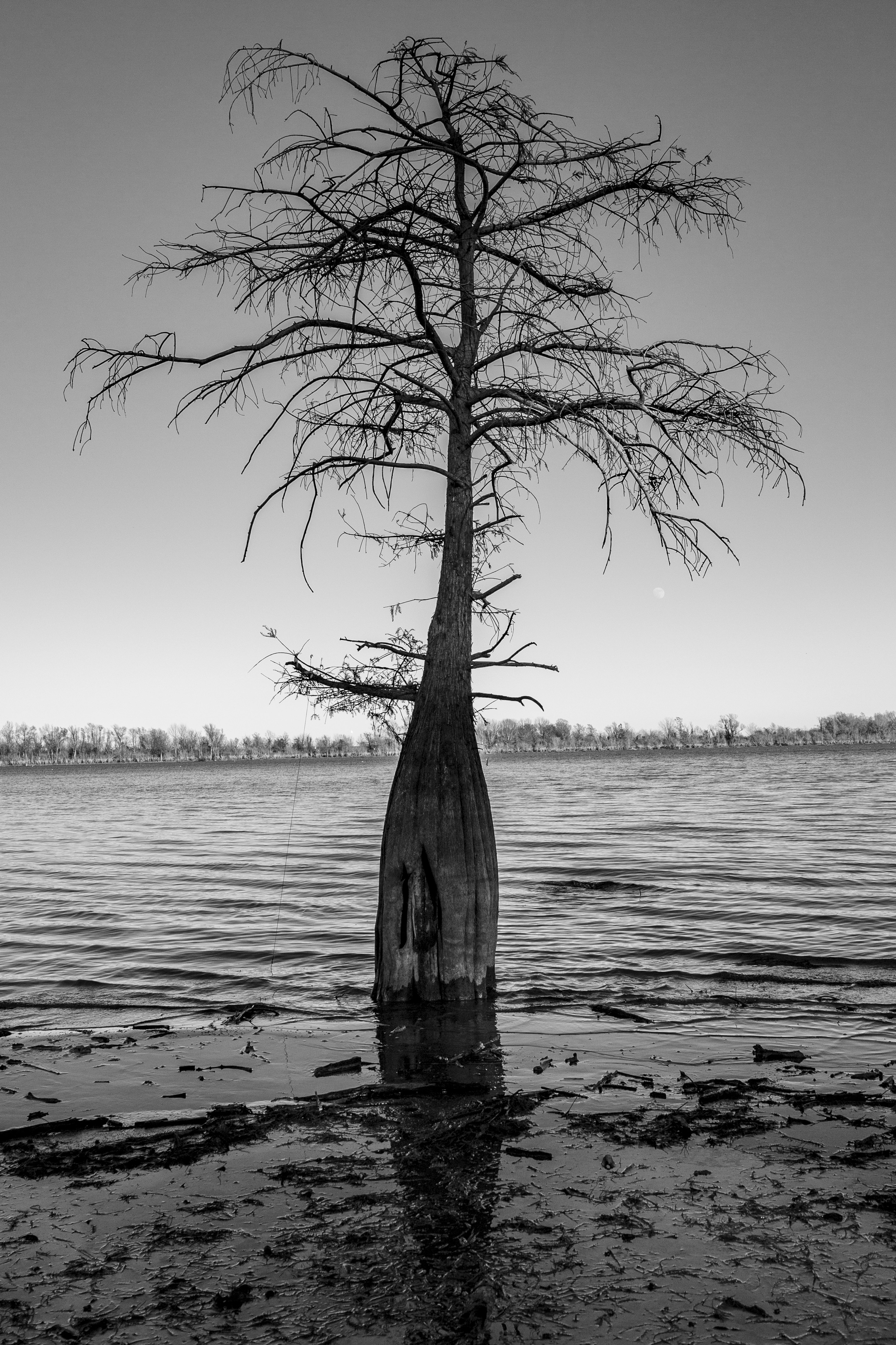 Lonely Sentinel: A Bare Tree Emerges from Quiet Waters