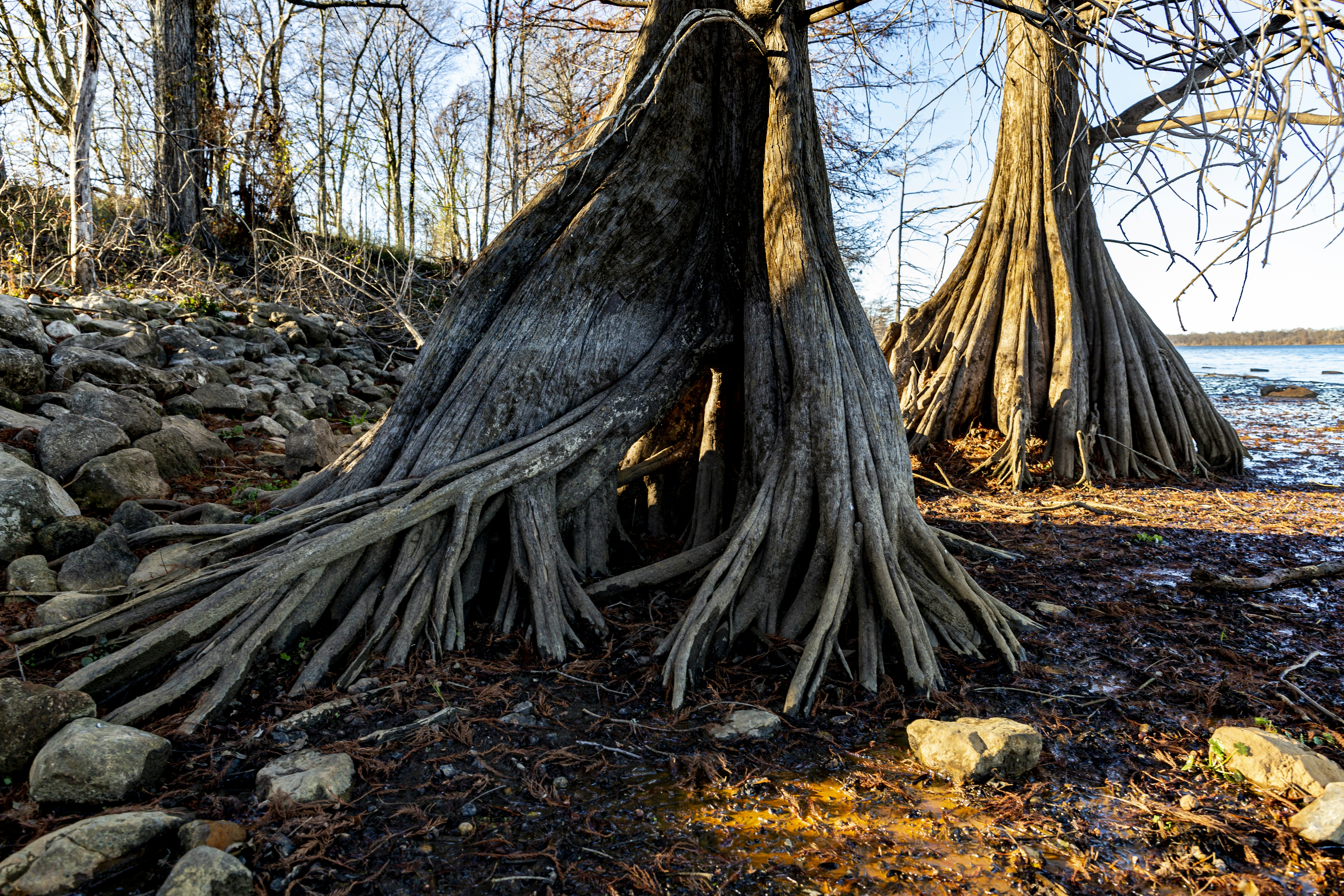 Twisted cypress trees with exposed roots stand along the rocky shore of a serene lake under a clear sky.