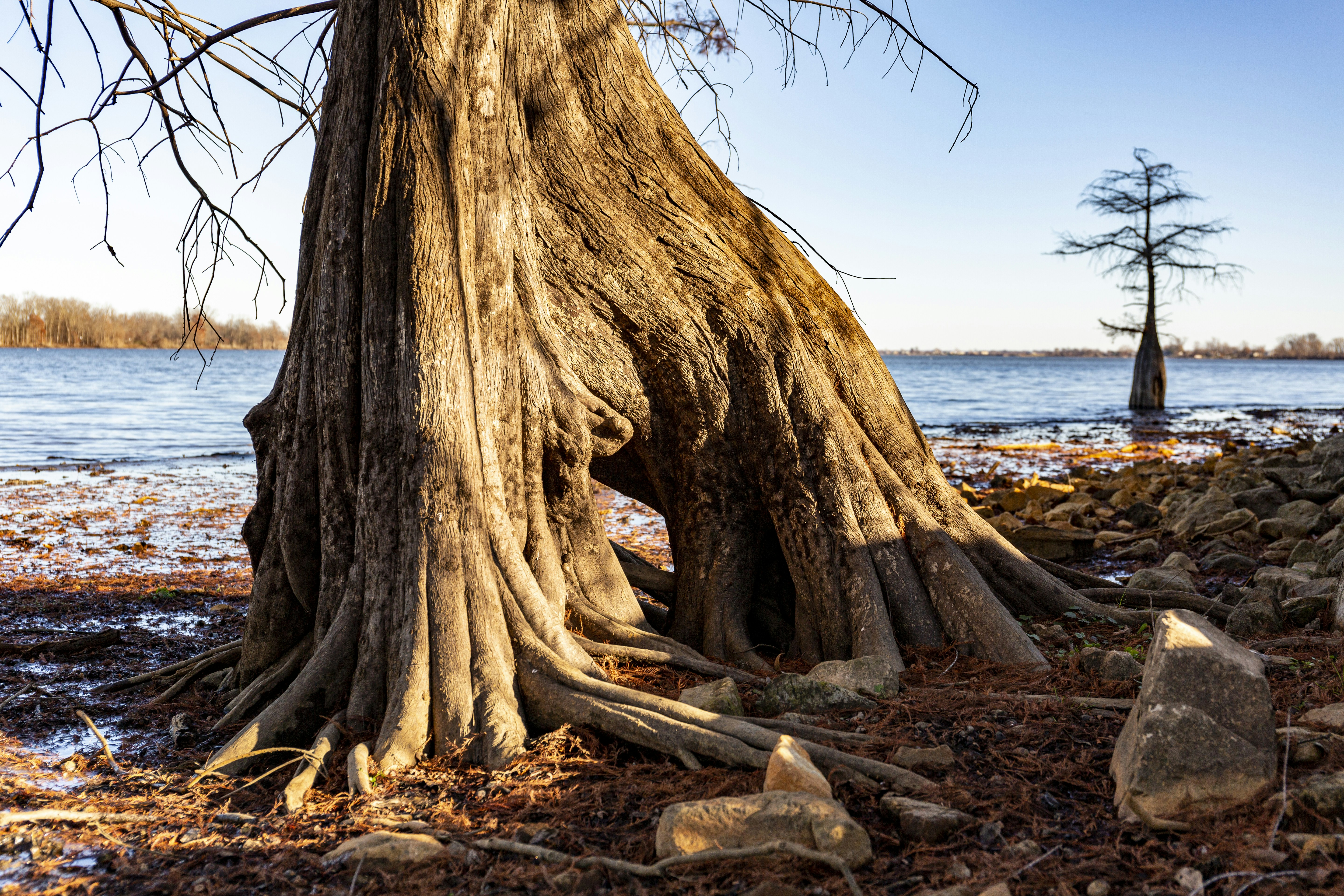 Ancient Roots by the Water: A Tree Stand Guard at the Lake