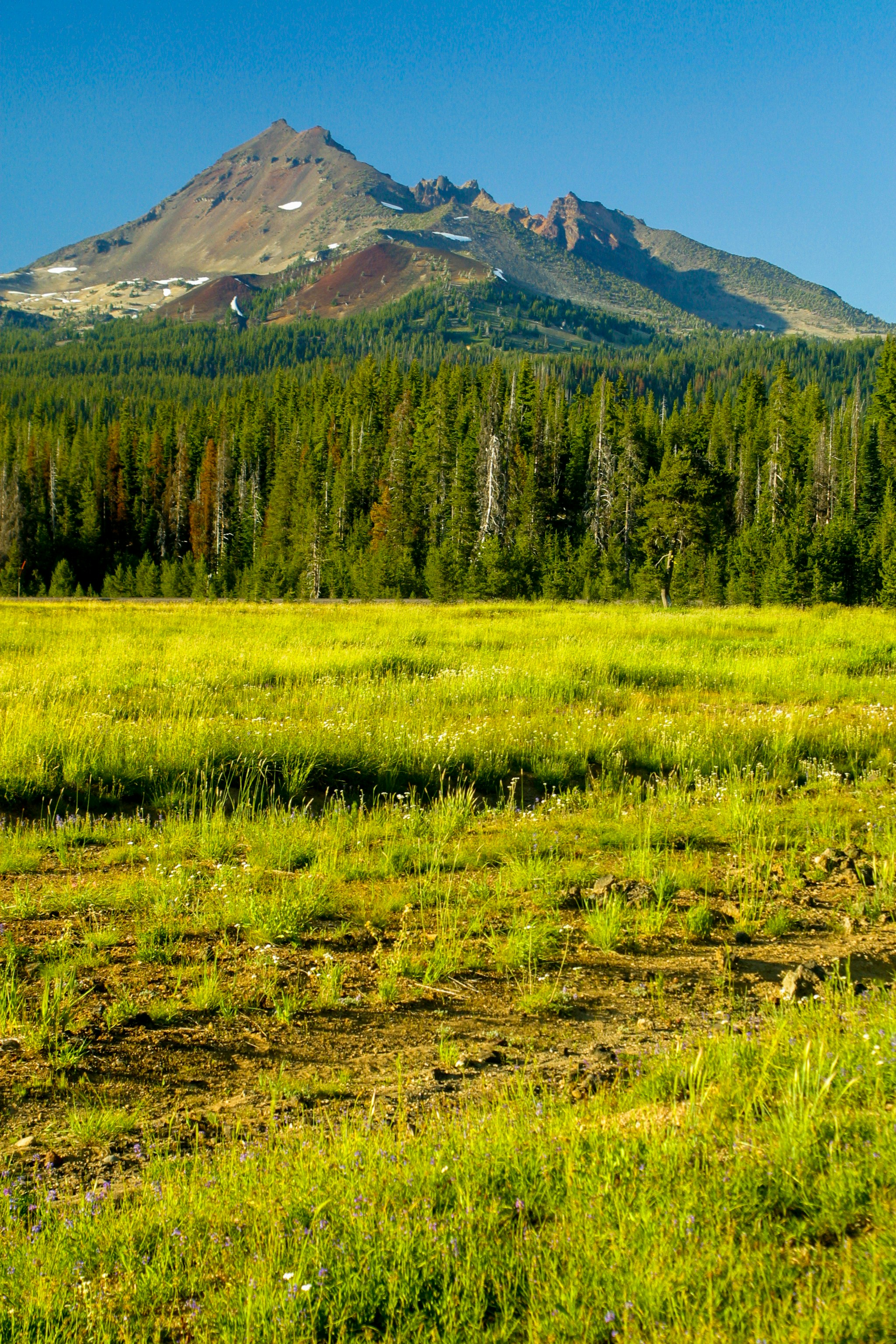Mountainside Meadow: A Golden Field under a Clear Blue Sky