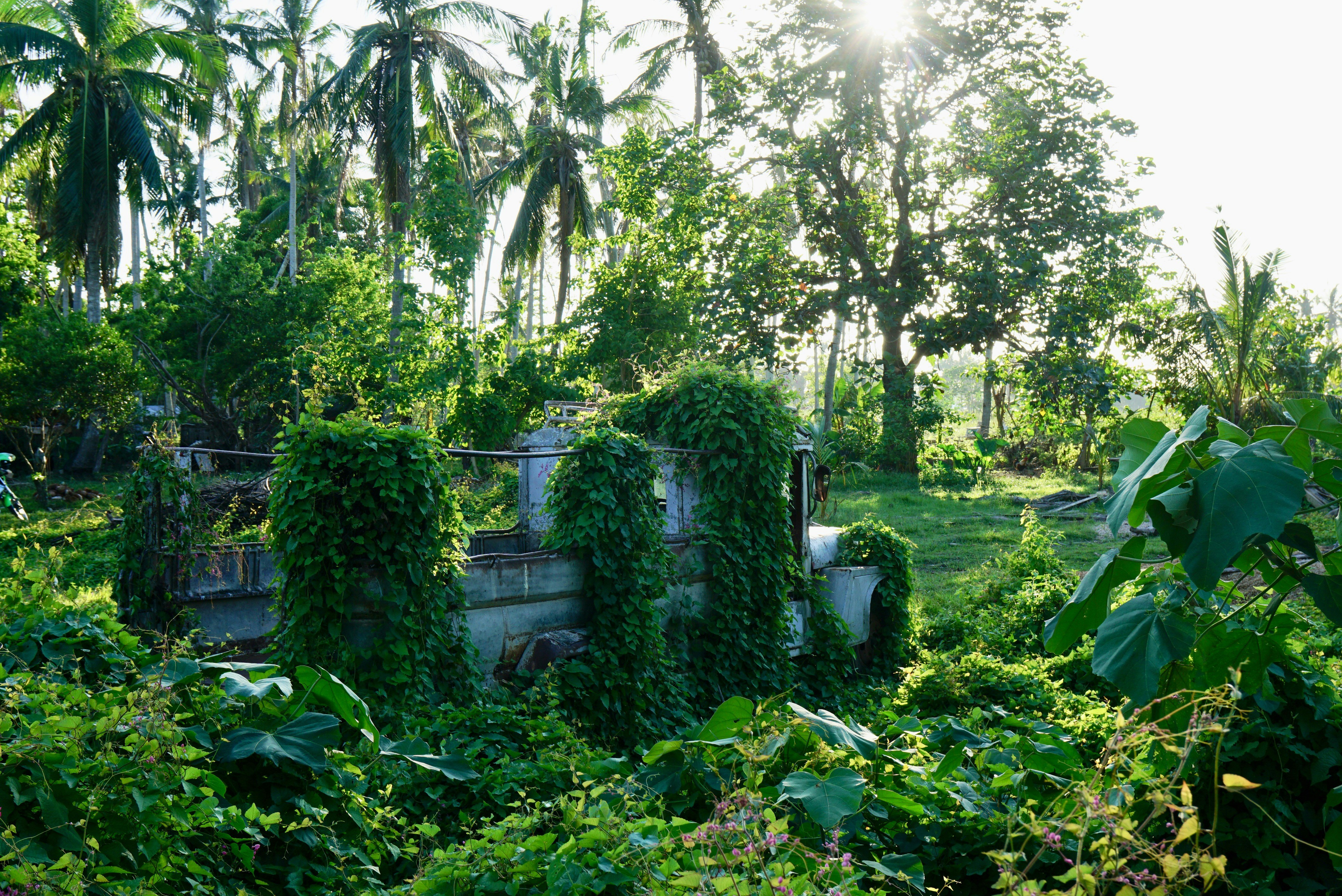Ivy and Sunlight Over a Weathered Wall in a Tropical Clearing