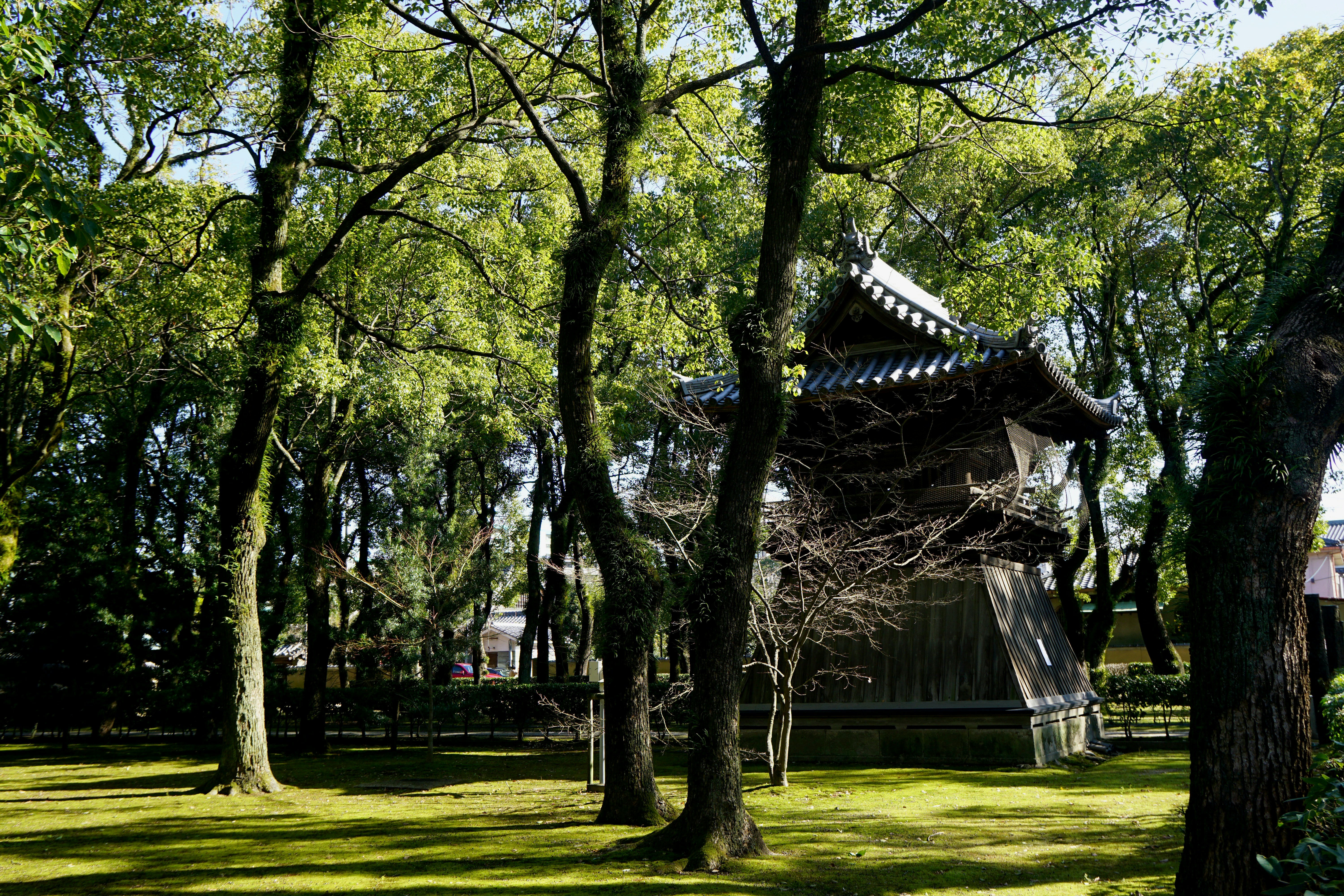 Sunlit Shrine Nestled Between Quiet Pines