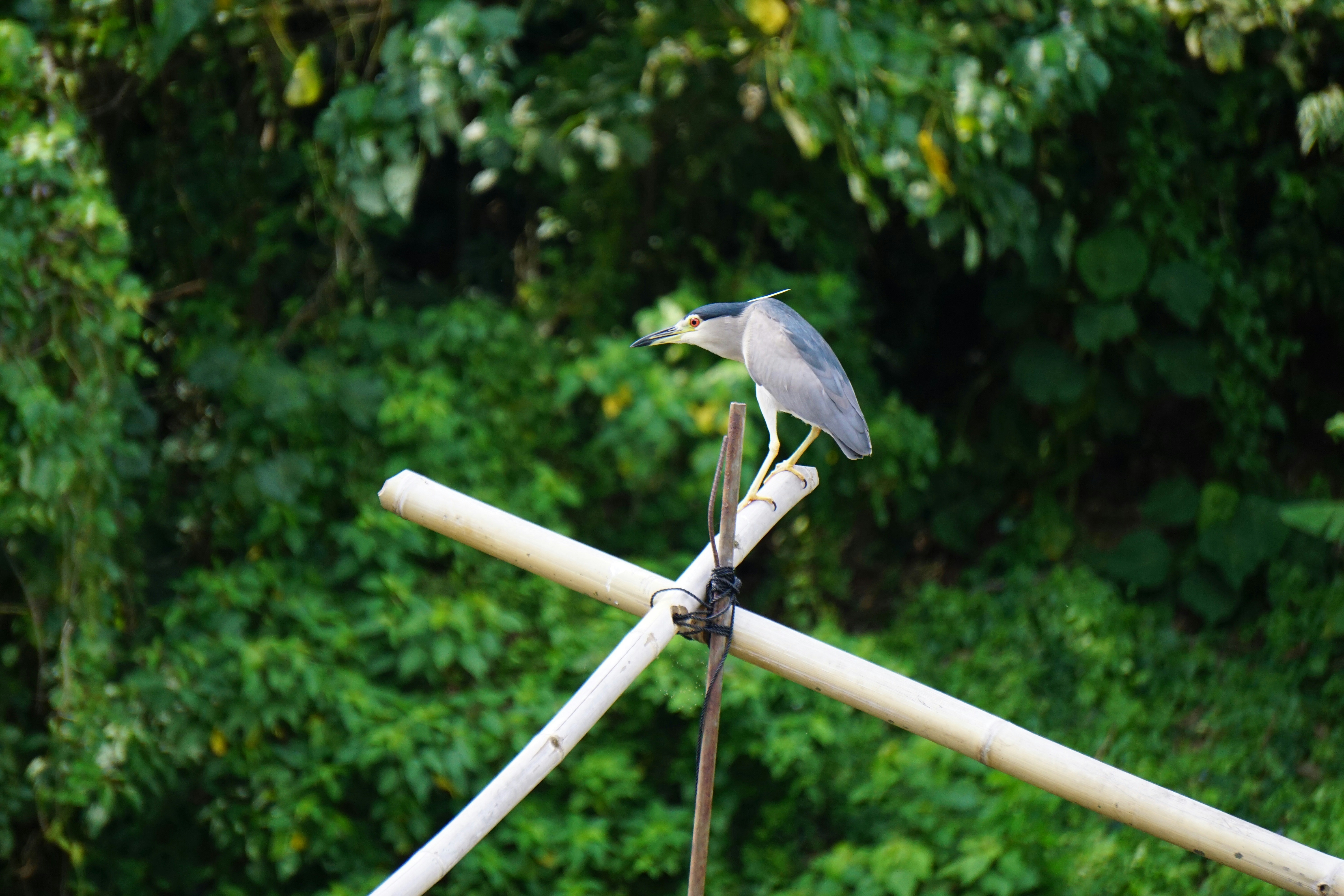 Grey Heron Perches on a Bamboo Cross Amid Lush Greenery