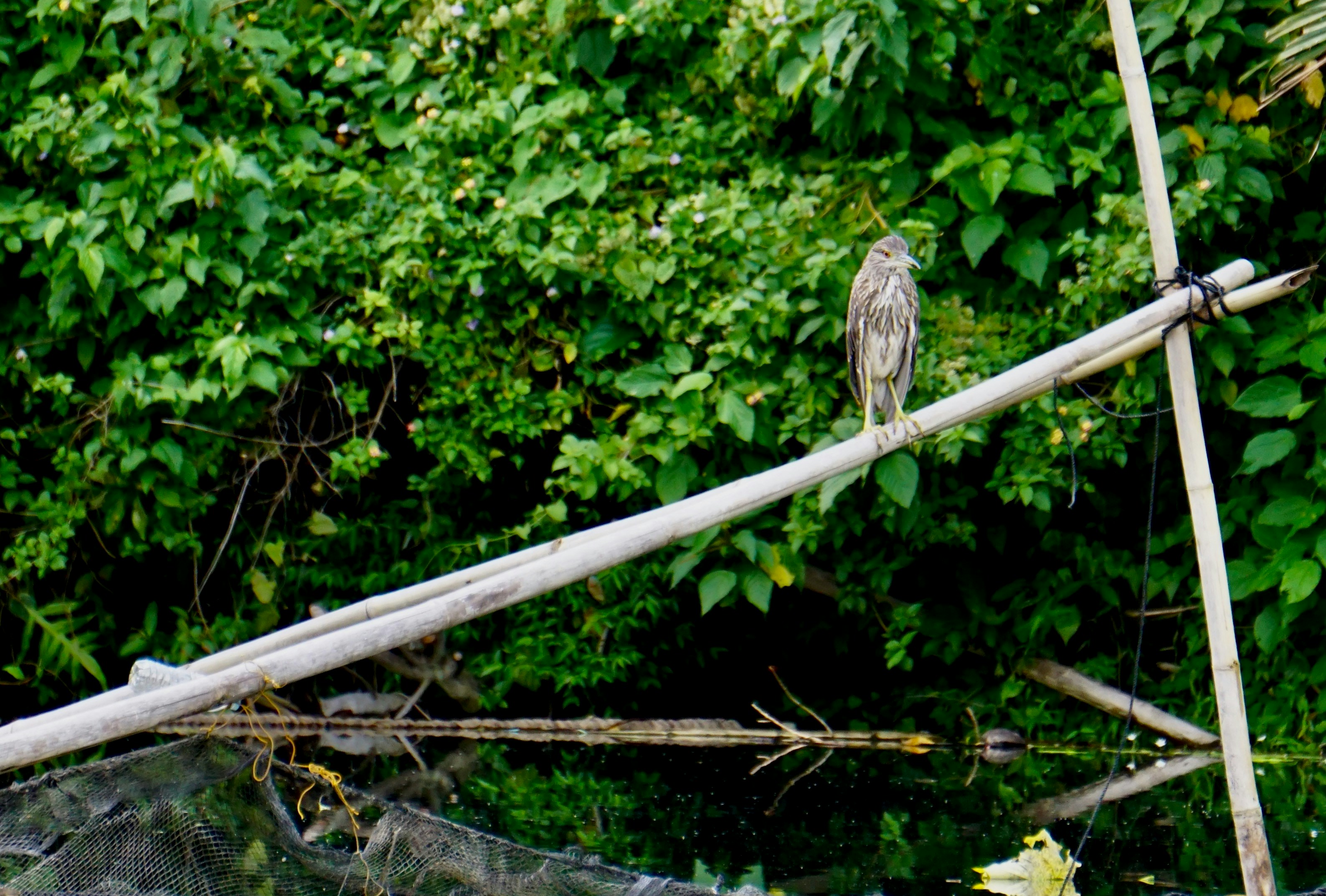A heron perched on a wooden beam, surrounded by lush green foliage near a still body of water.