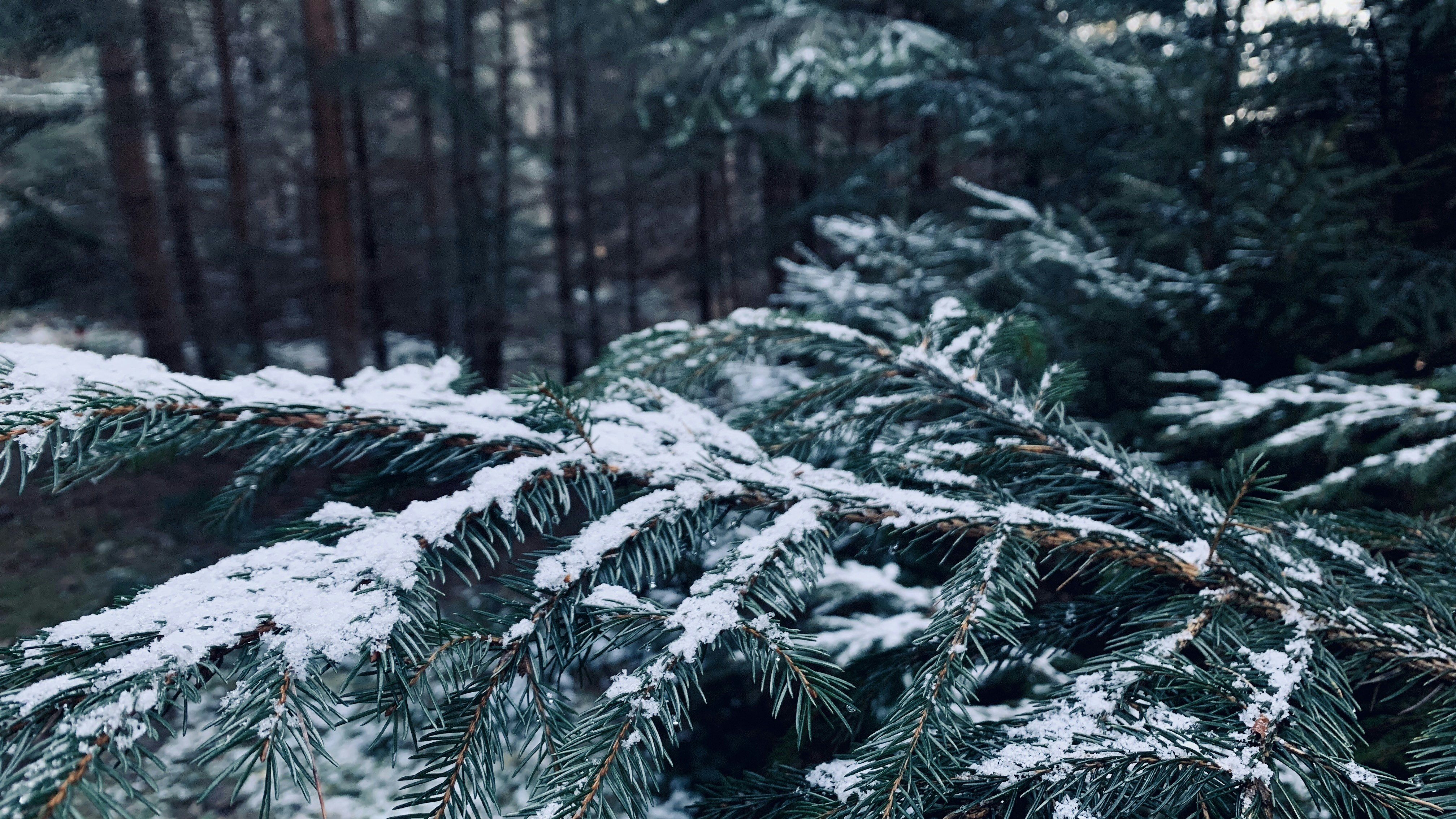 Snow-dusted pine branches stretch across the frame, set against a backdrop of blurred forest trees. The scene evokes a serene winter atmosphere.