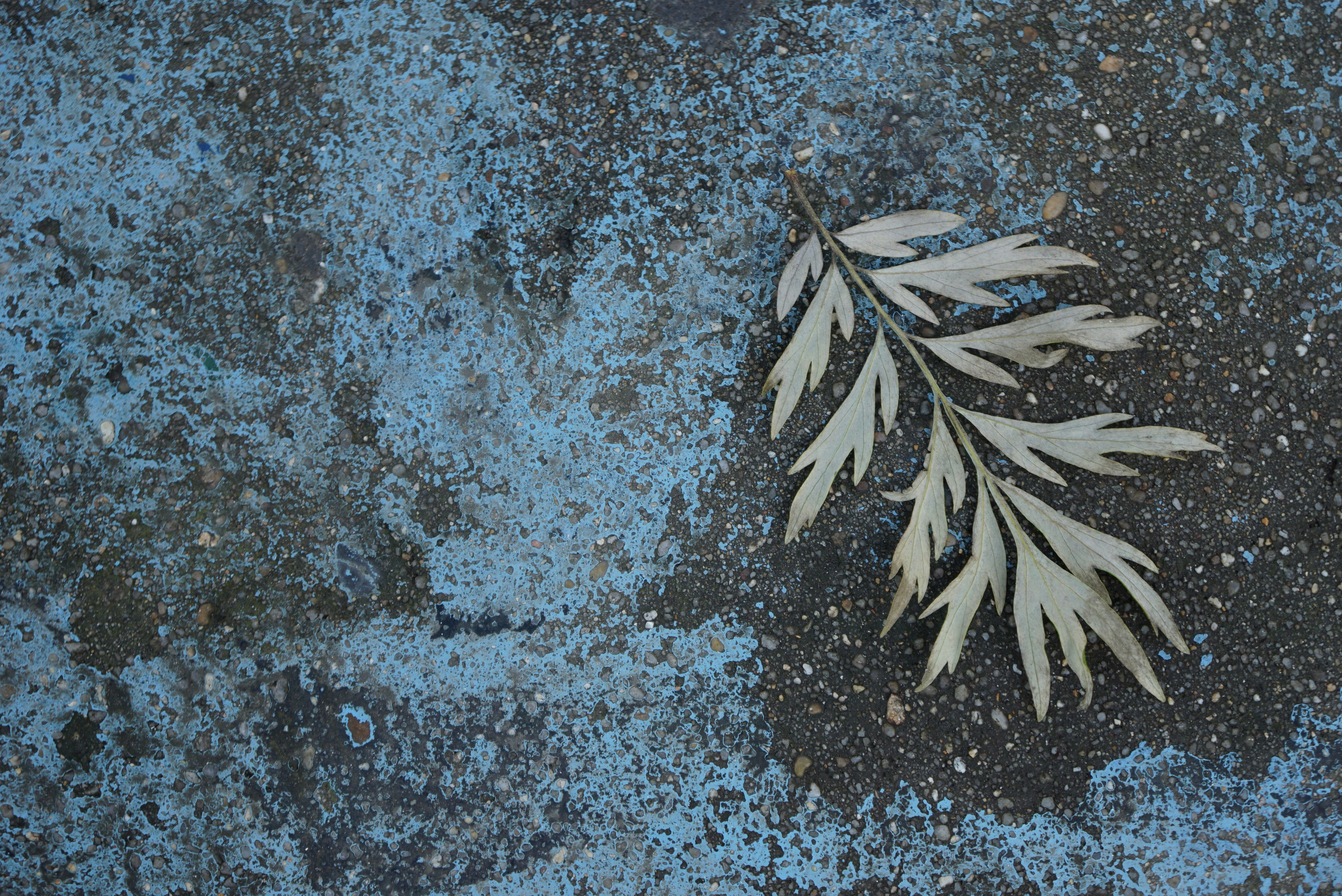 A delicate, dried leaf rests on a textured blue surface, highlighting the contrast between organic forms and man-made materials.