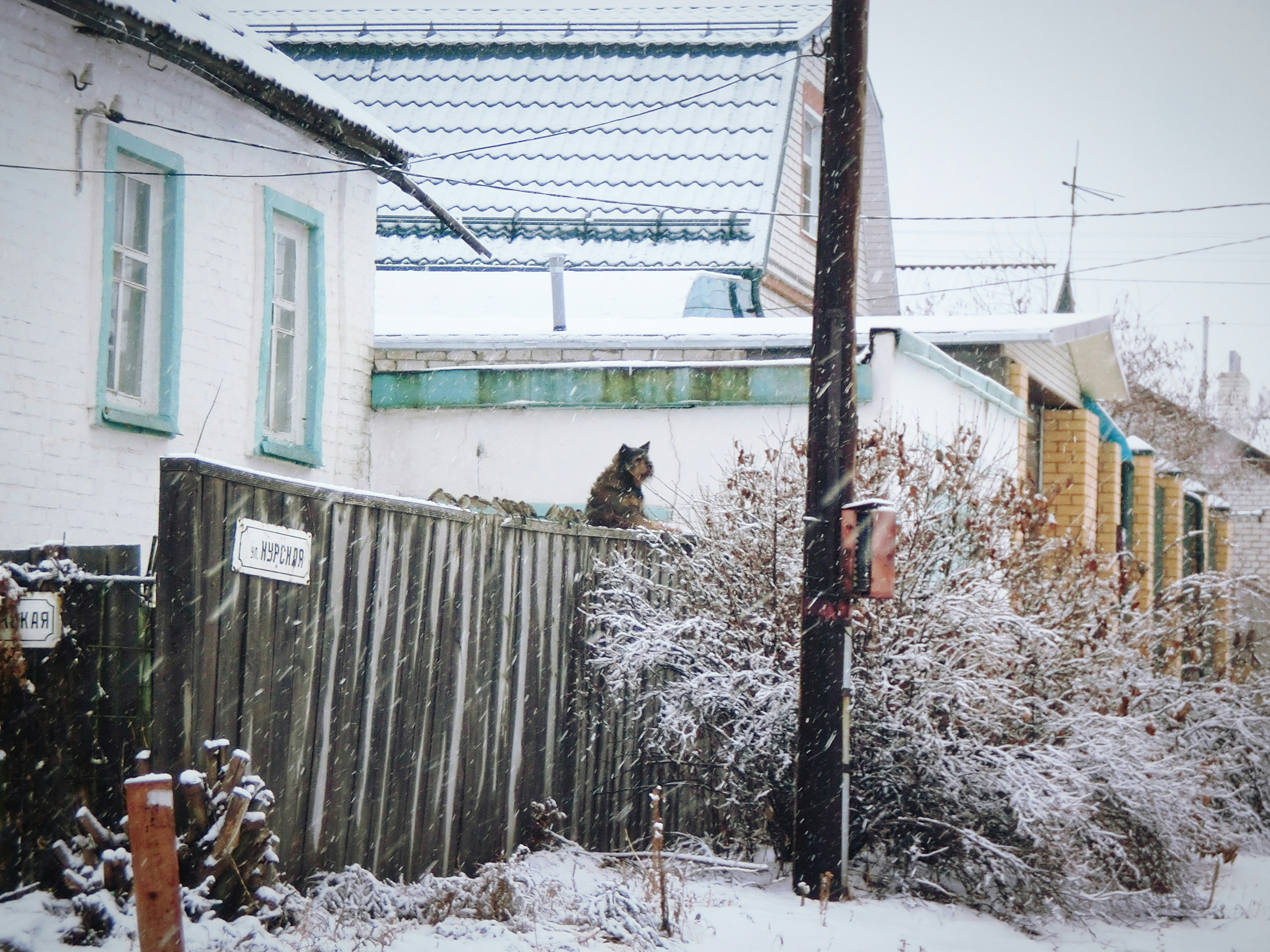 Cats on the Snowbound Fence