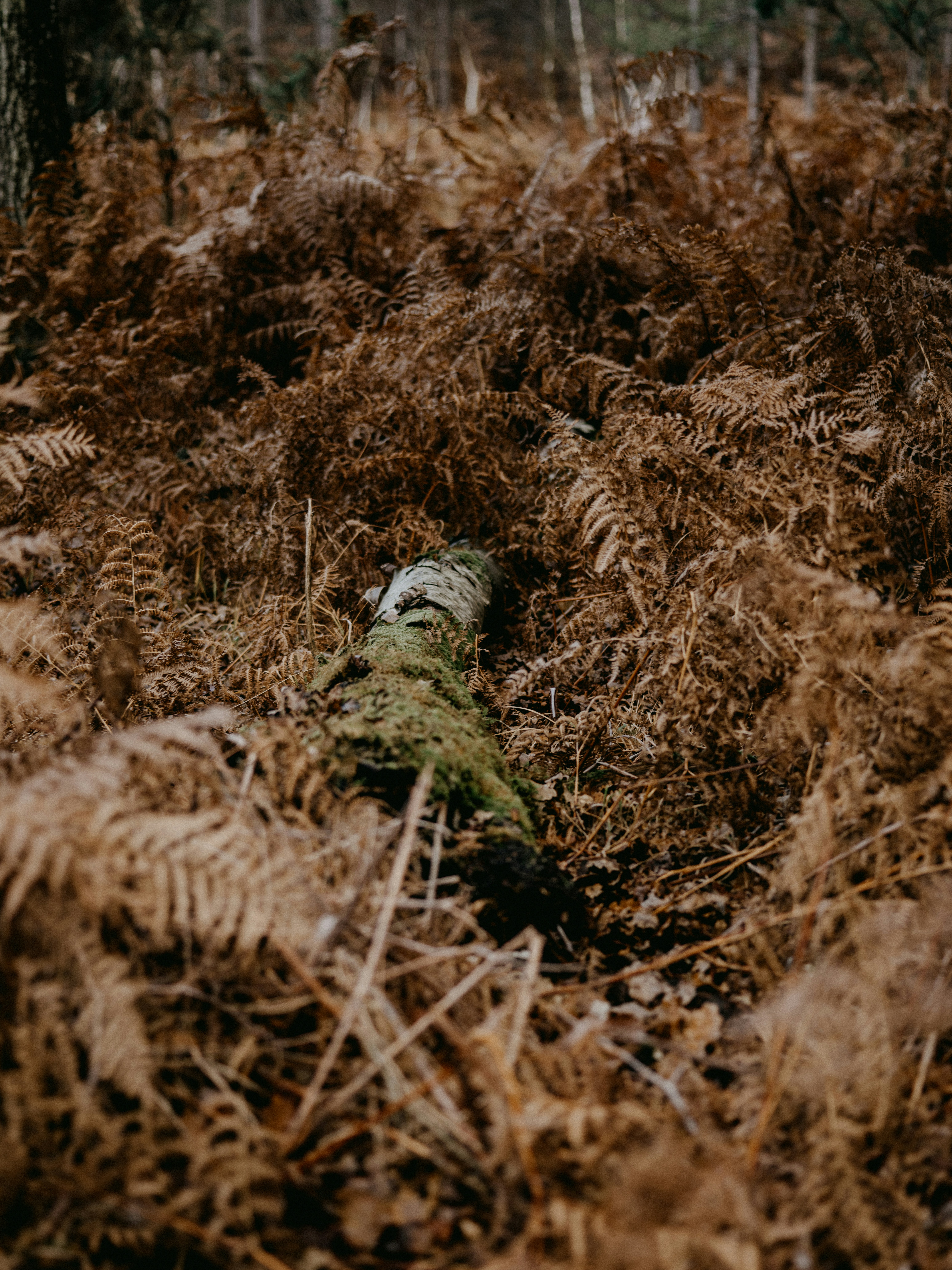 Moss-Covered Log Traverses a Sea of Brown Ferns