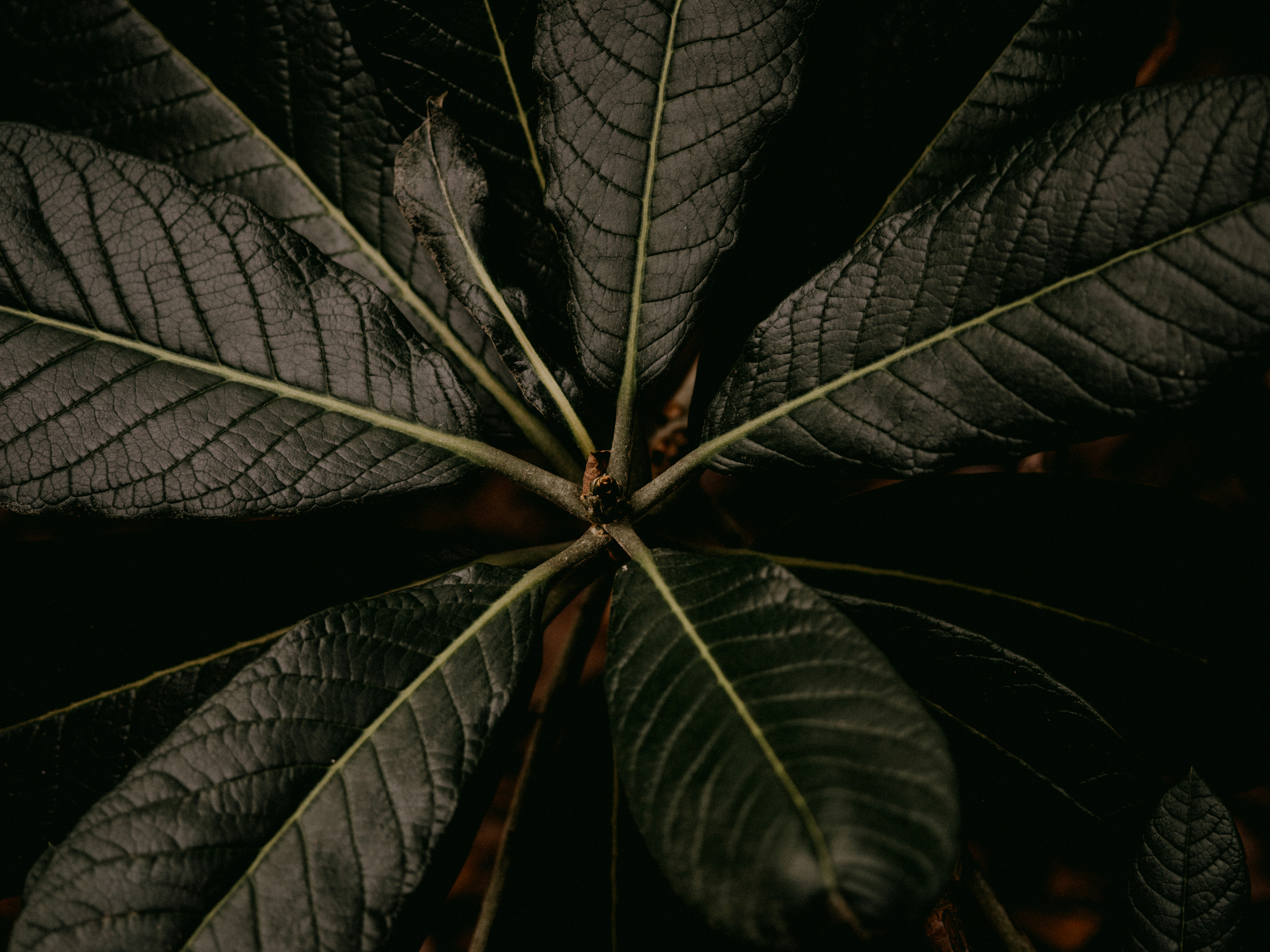 Close-up of a dark green leaf arrangement radiating from a central stem, showcasing intricate vein patterns and textures.