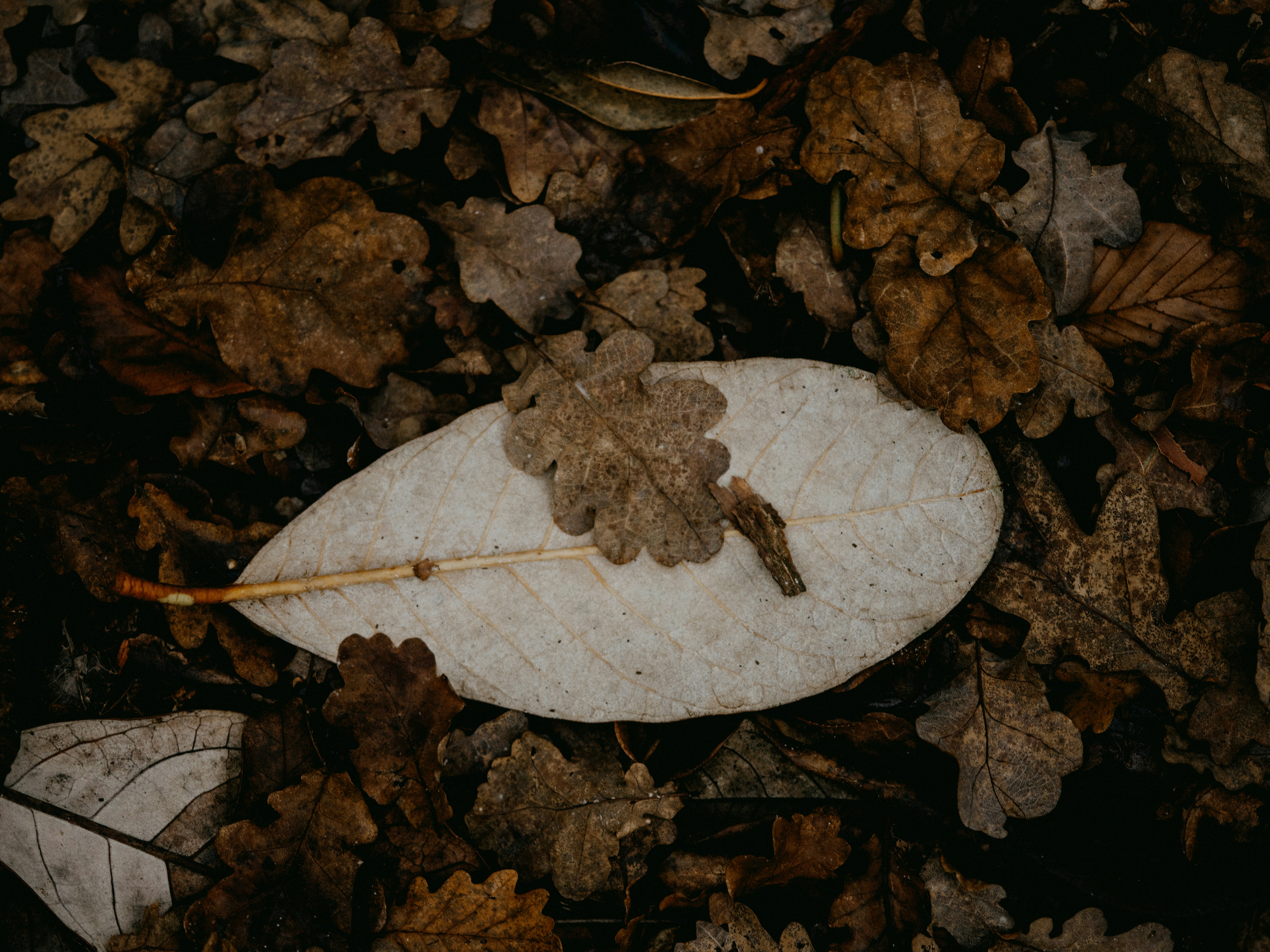 Pale Oval Leaf Anchored Amid Autumn's Quiet Mosaic