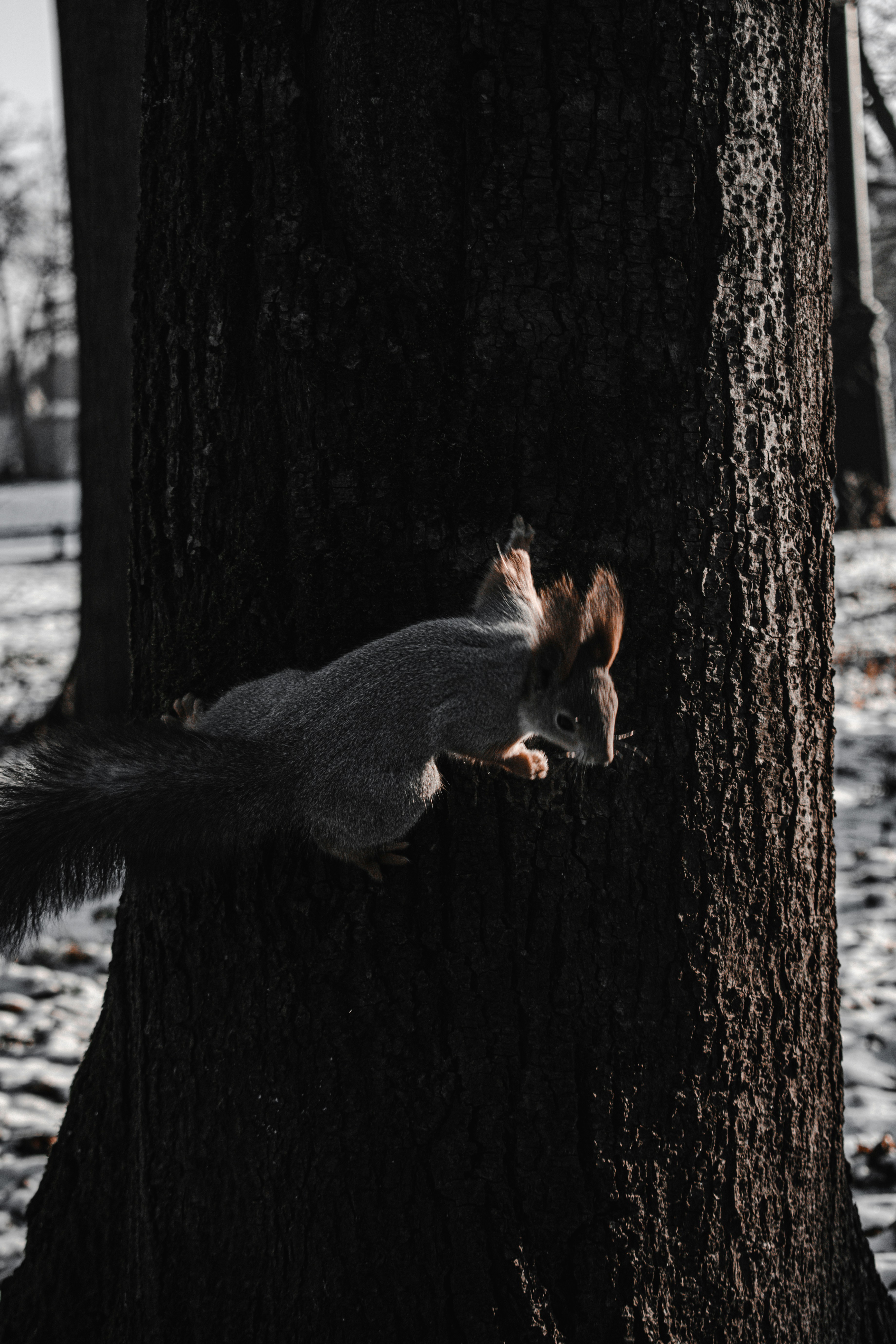 Treebound Moment: A gray squirrel clings to a dark trunk mid-climb
