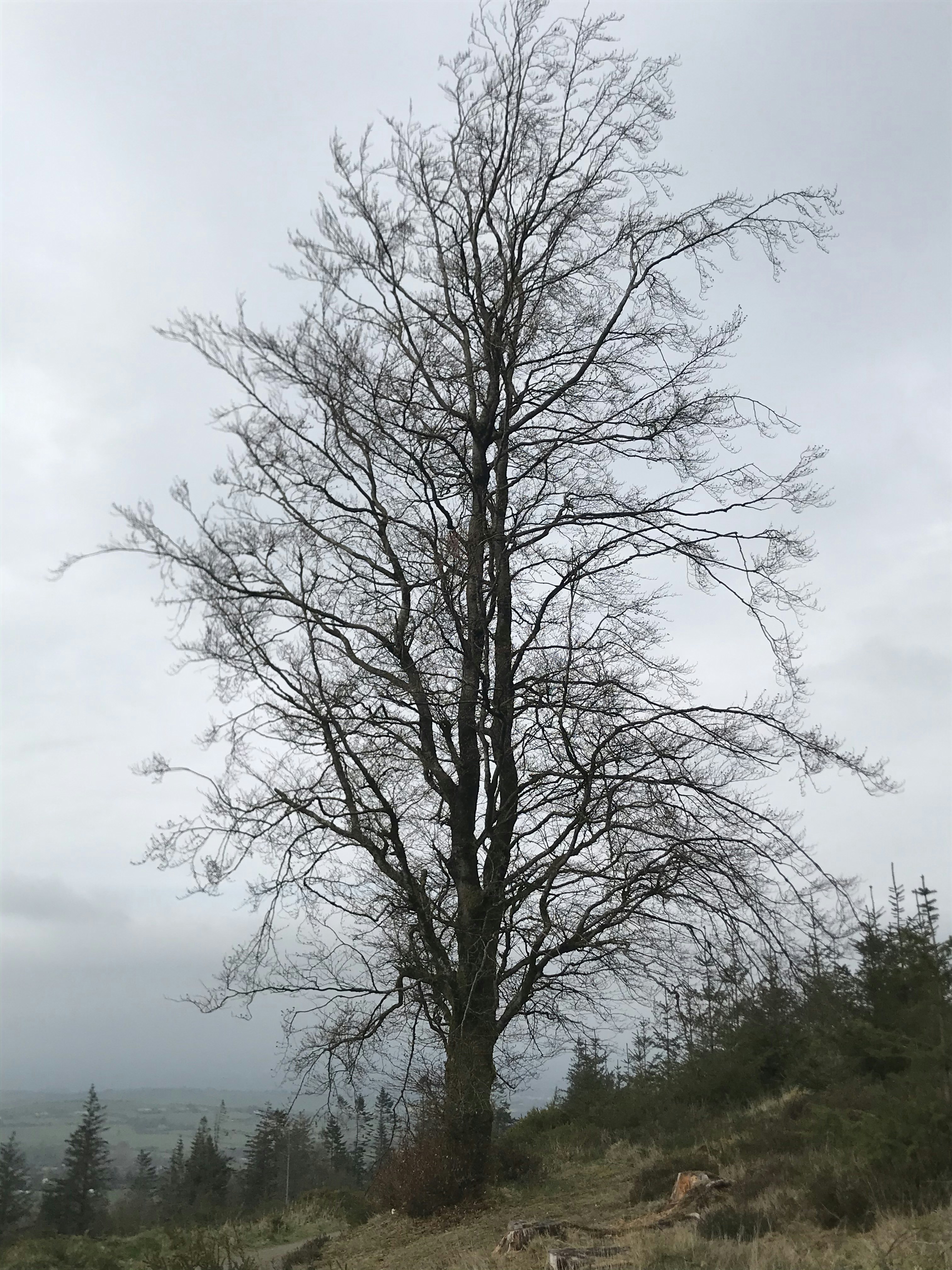 A leafless tree stands tall against a cloudy sky, surrounded by a landscape of evergreens and distant hills.