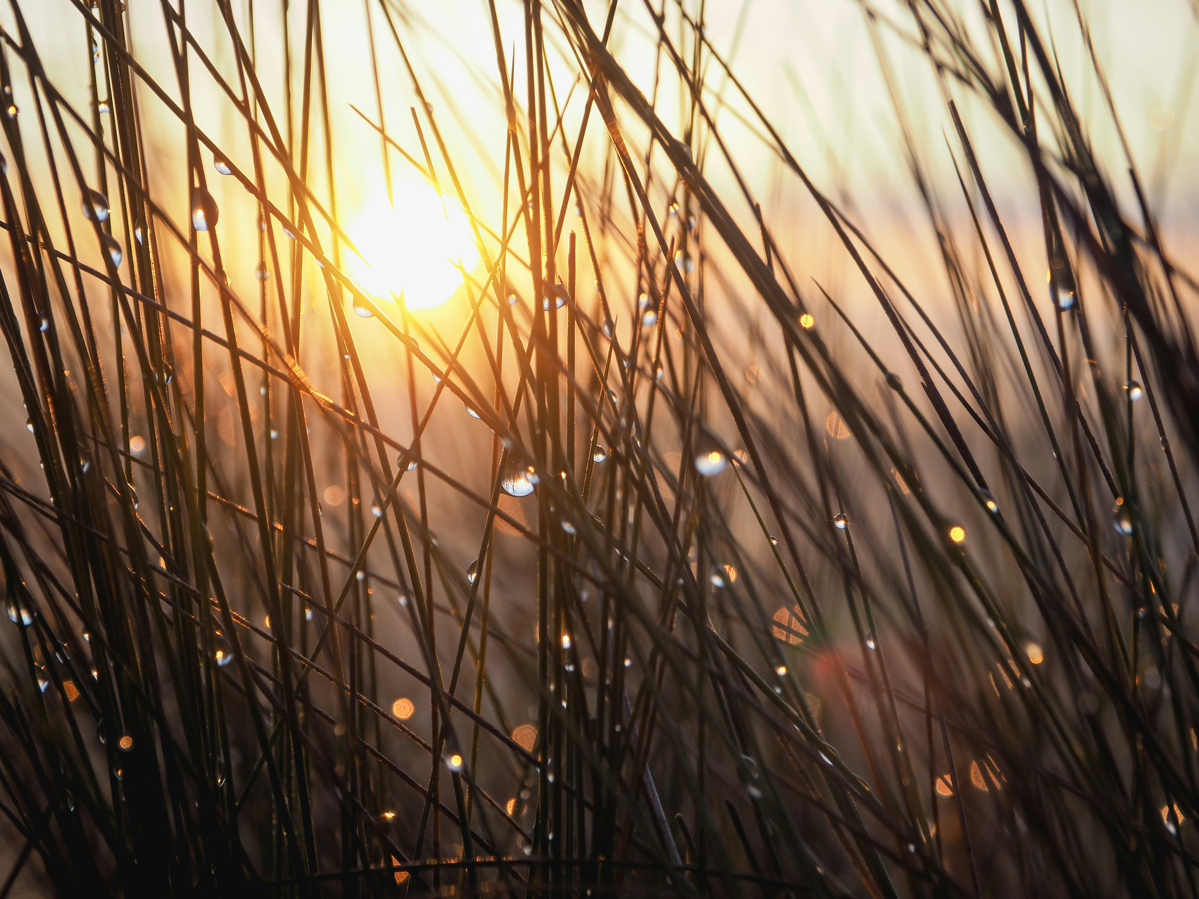 Droplets on grass during autumnal sunrise in the South of France, 2020
