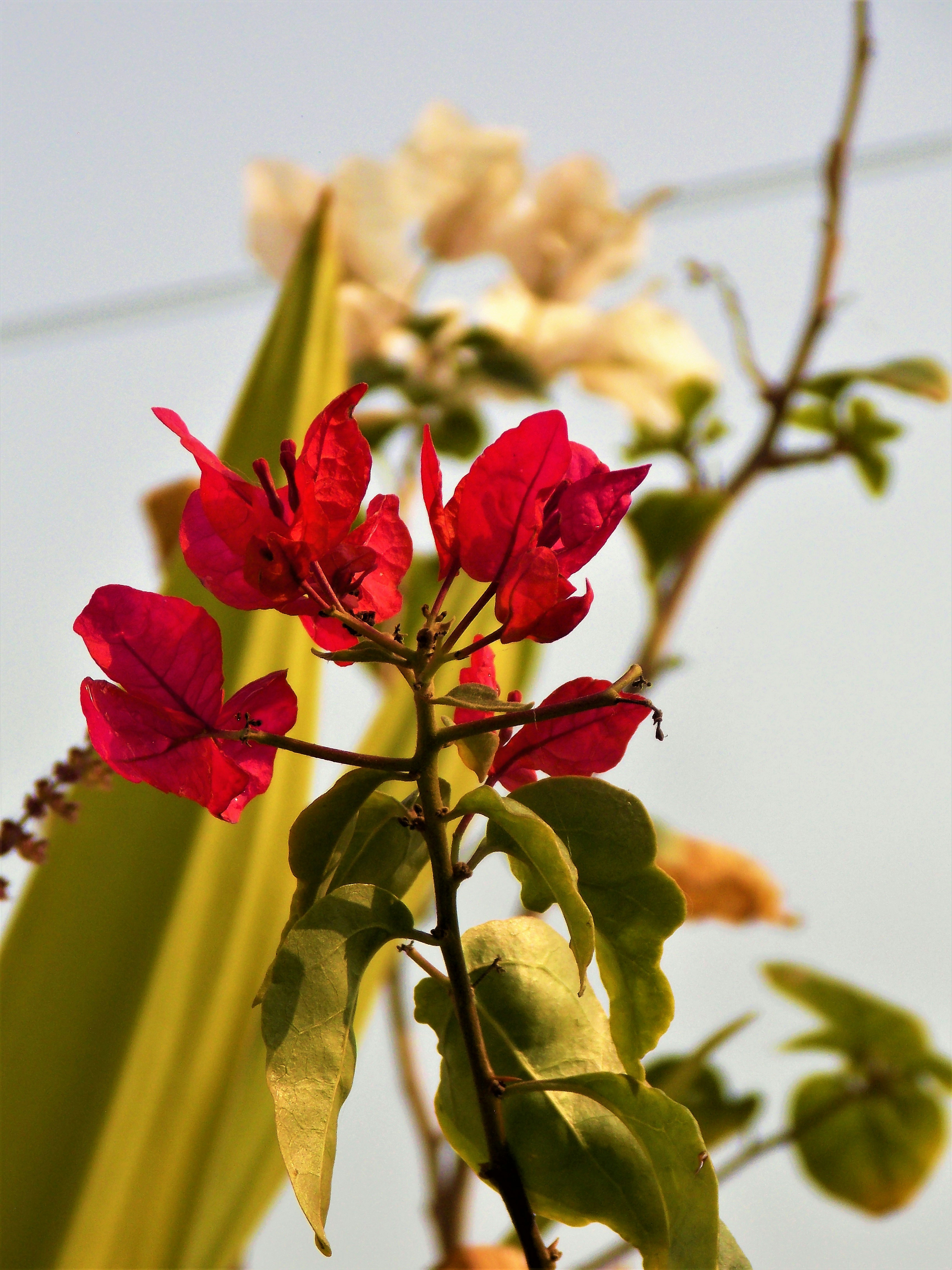 Bright red flowers in focus with blurred foliage and sky in the background.