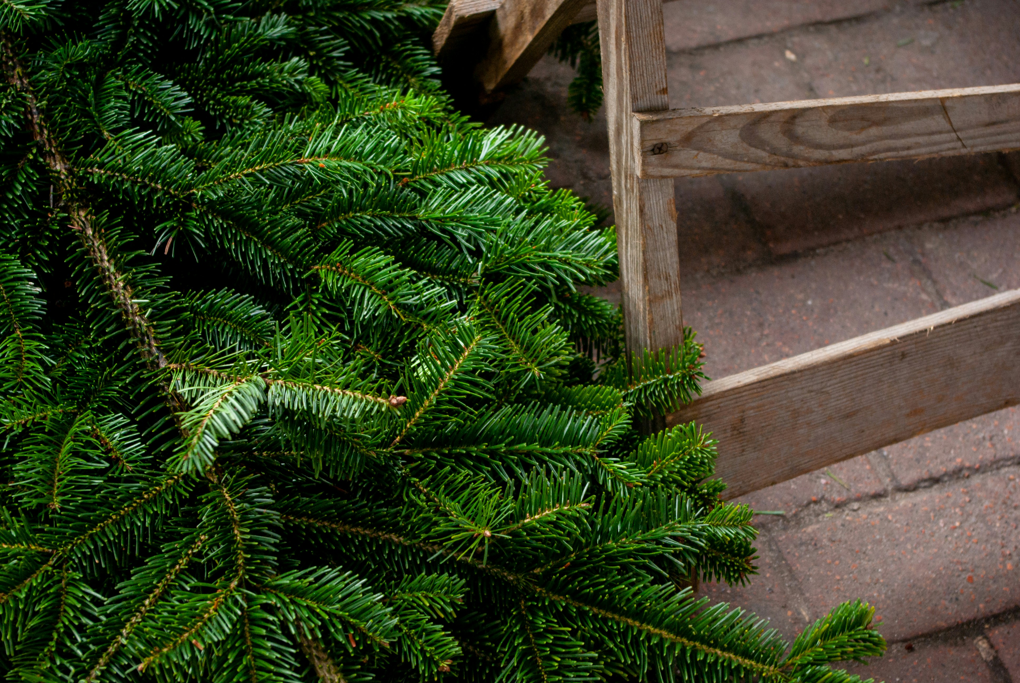 green pine tree beside brown wooden fence